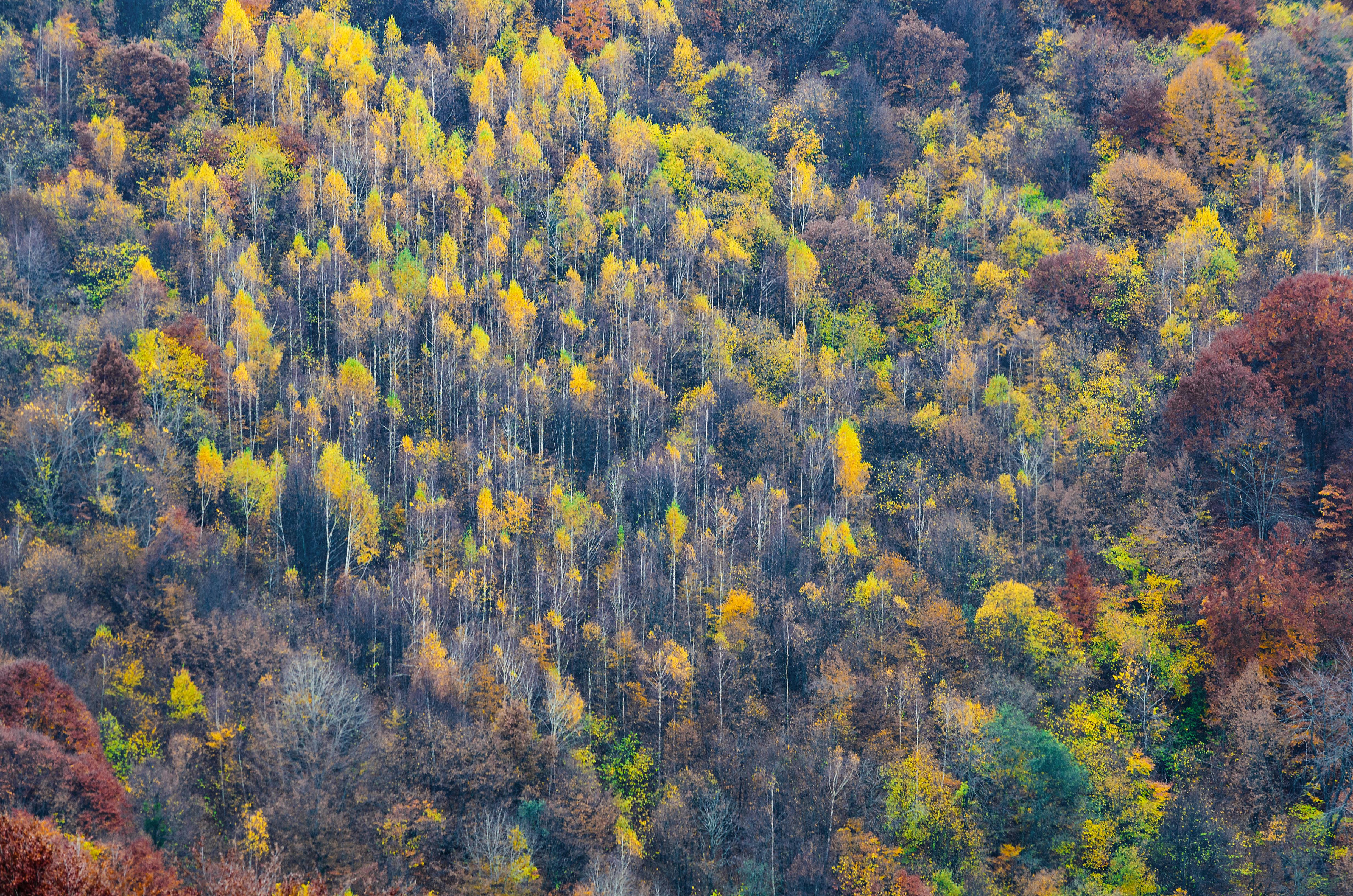 Aerial View of Trees in the Forest · Free Stock Photo