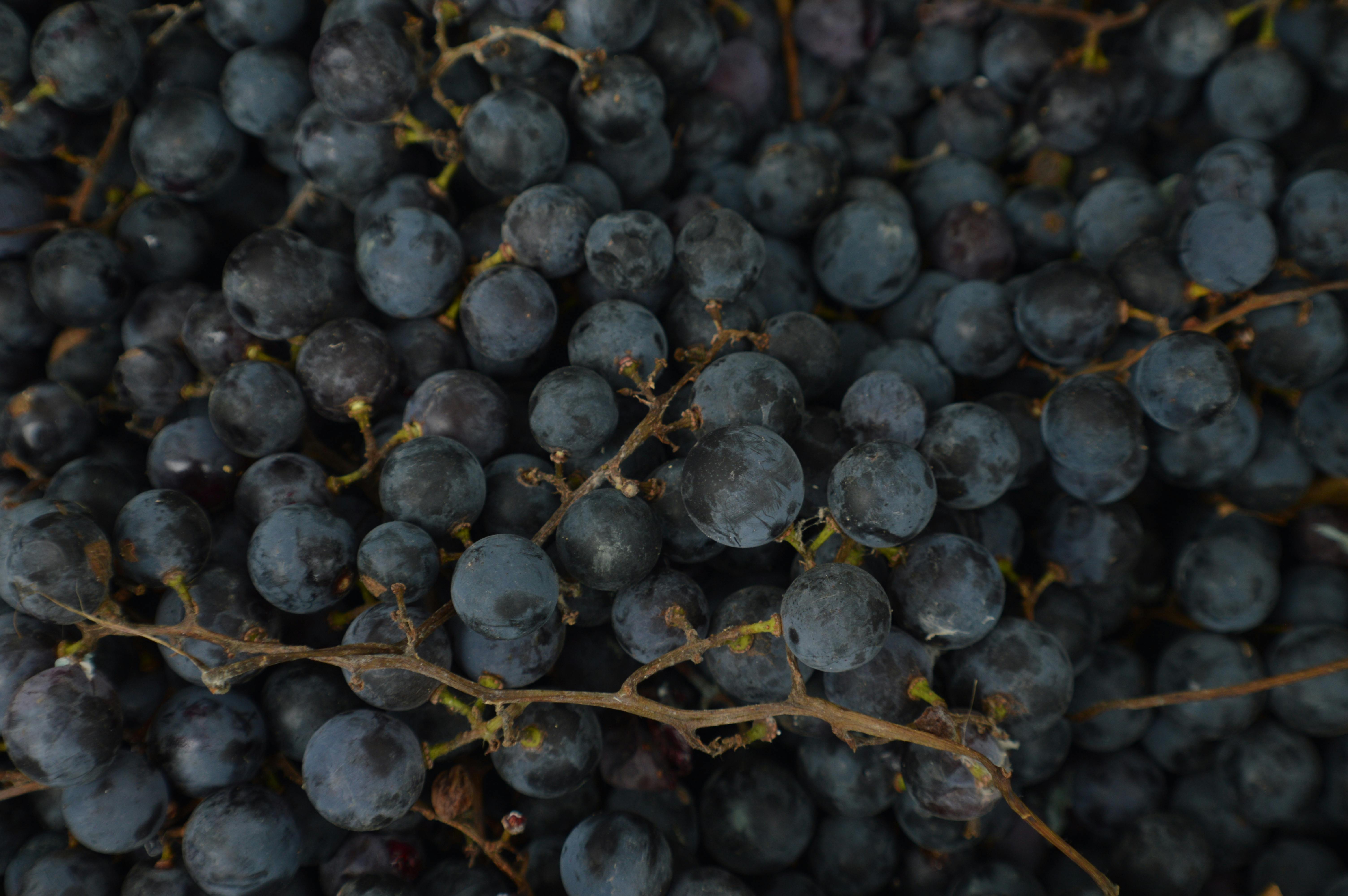 Small Grapes Photos, Download The BEST Free Small Grapes Stock Photos ...