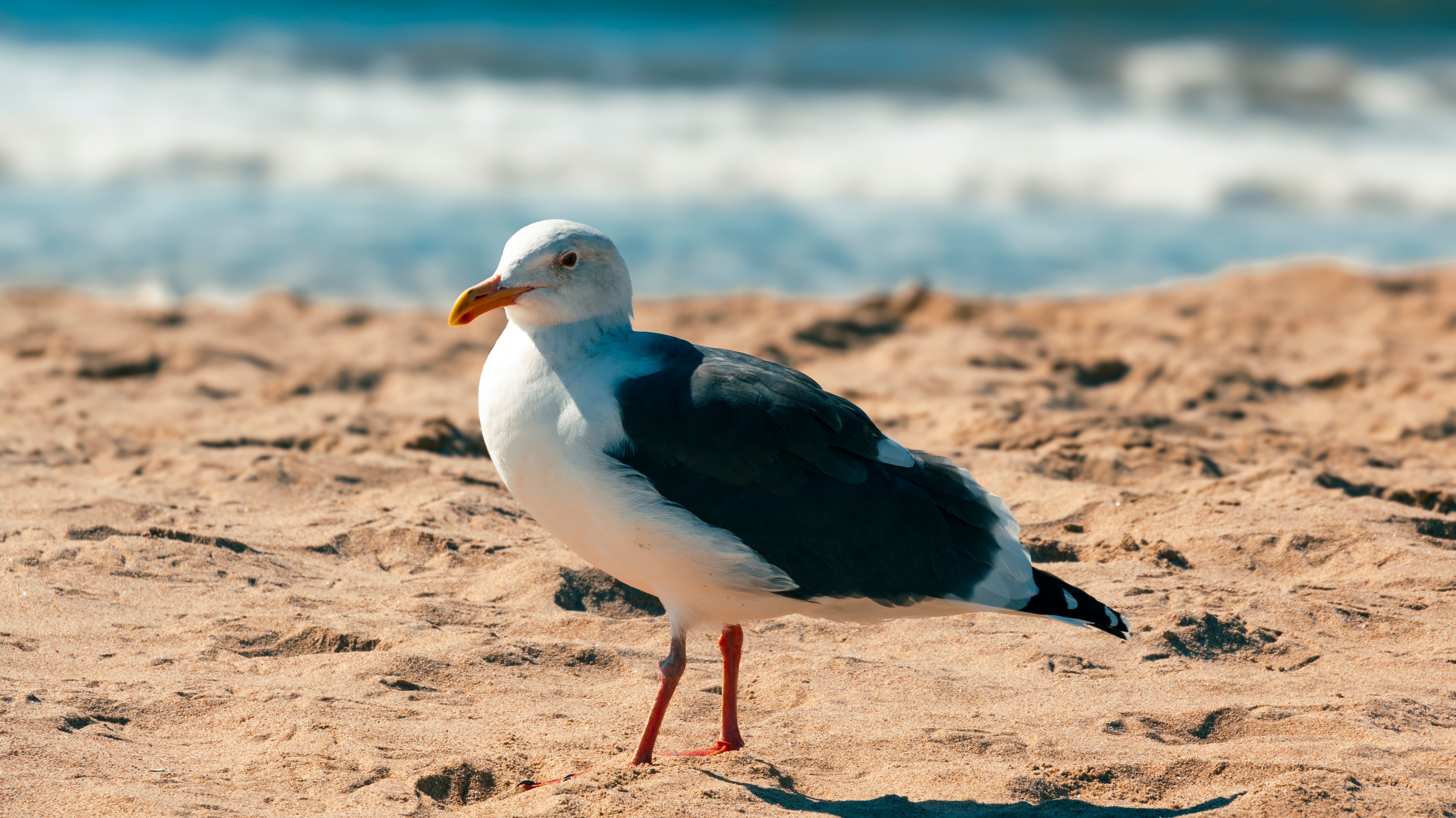 Seagull on sandy shore near ocean · Free Stock Photo