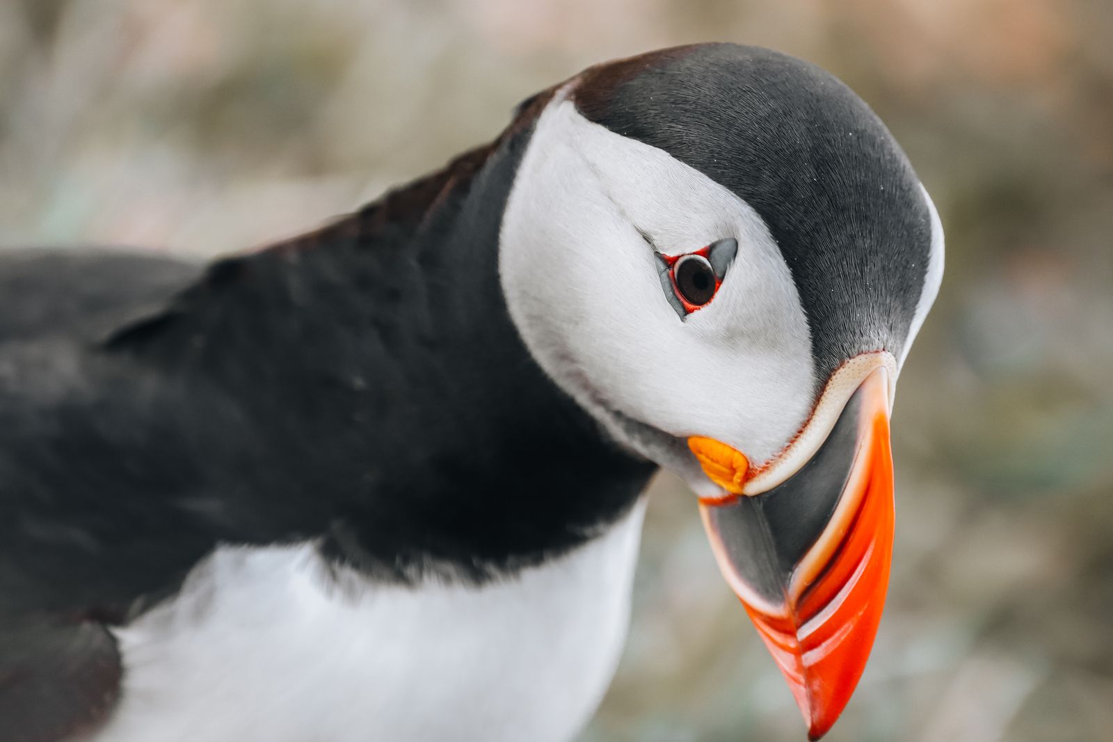 Puffin Photos, Download The BEST Free Puffin Stock Photos & HD Images
