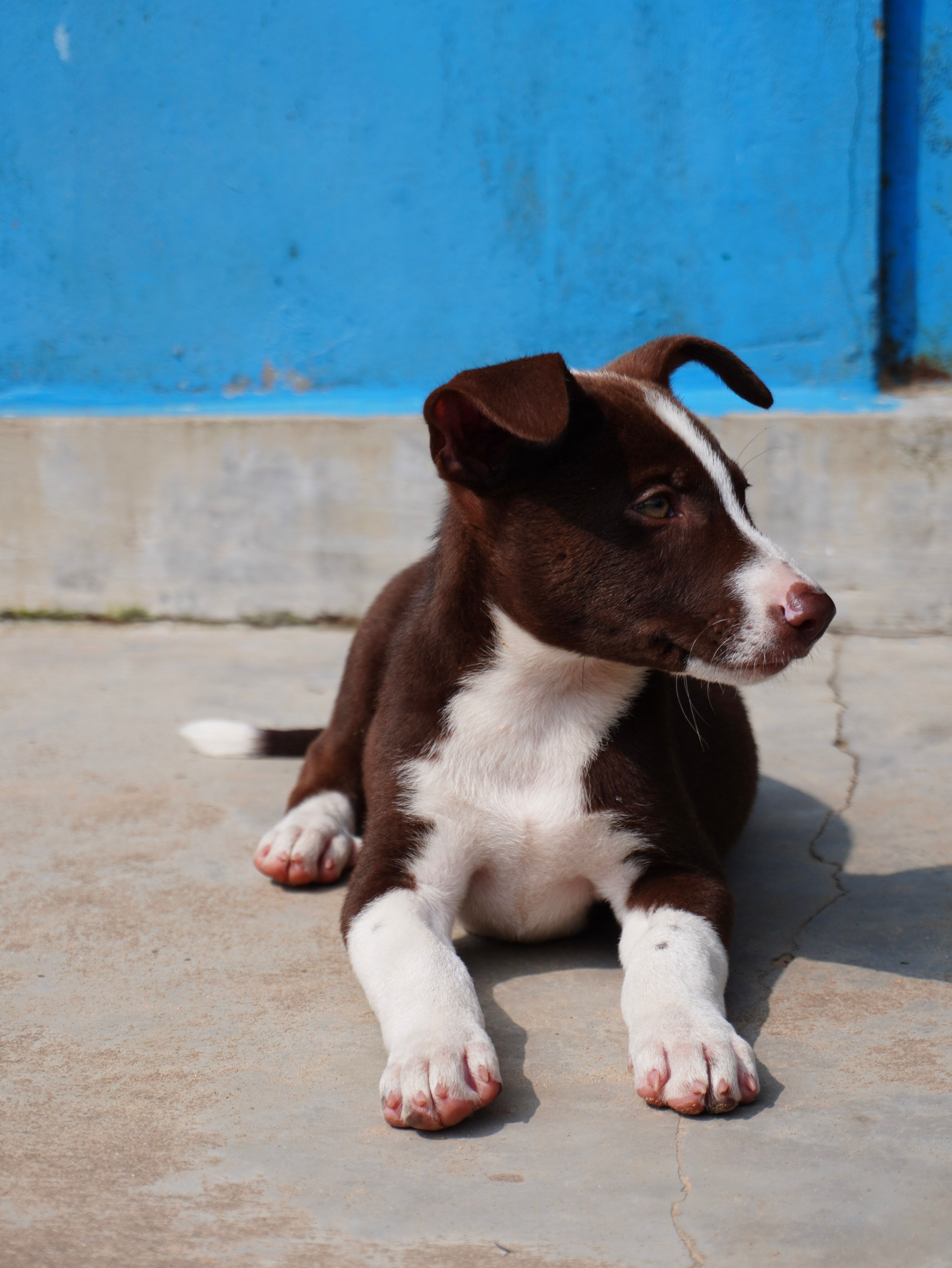 Malrang Dog Photos, Download The BEST Free Malrang Dog Stock Photos ...