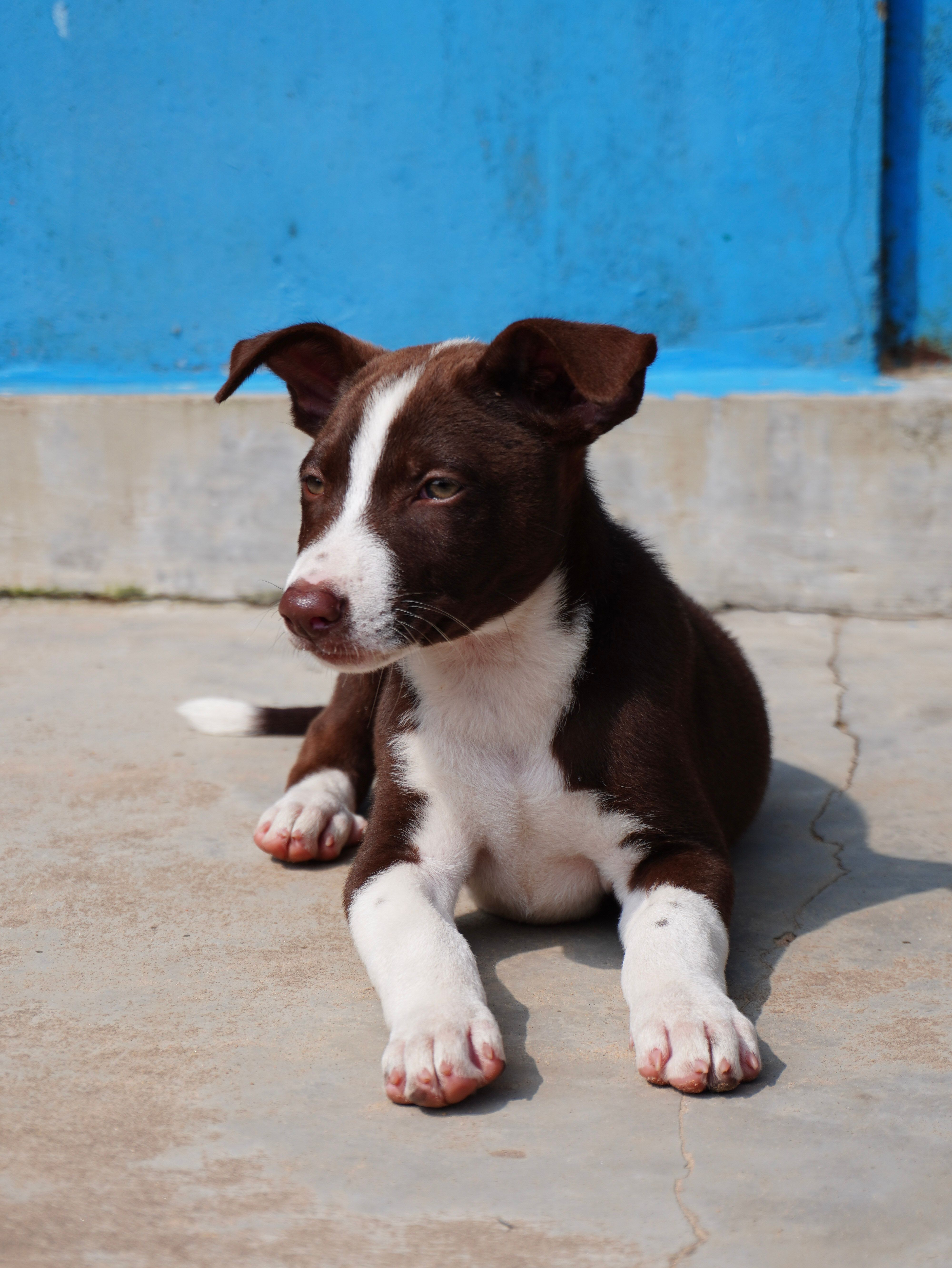 Kostenloses Foto zum Thema: auge, brauner hund, freundschaft, gassi ...