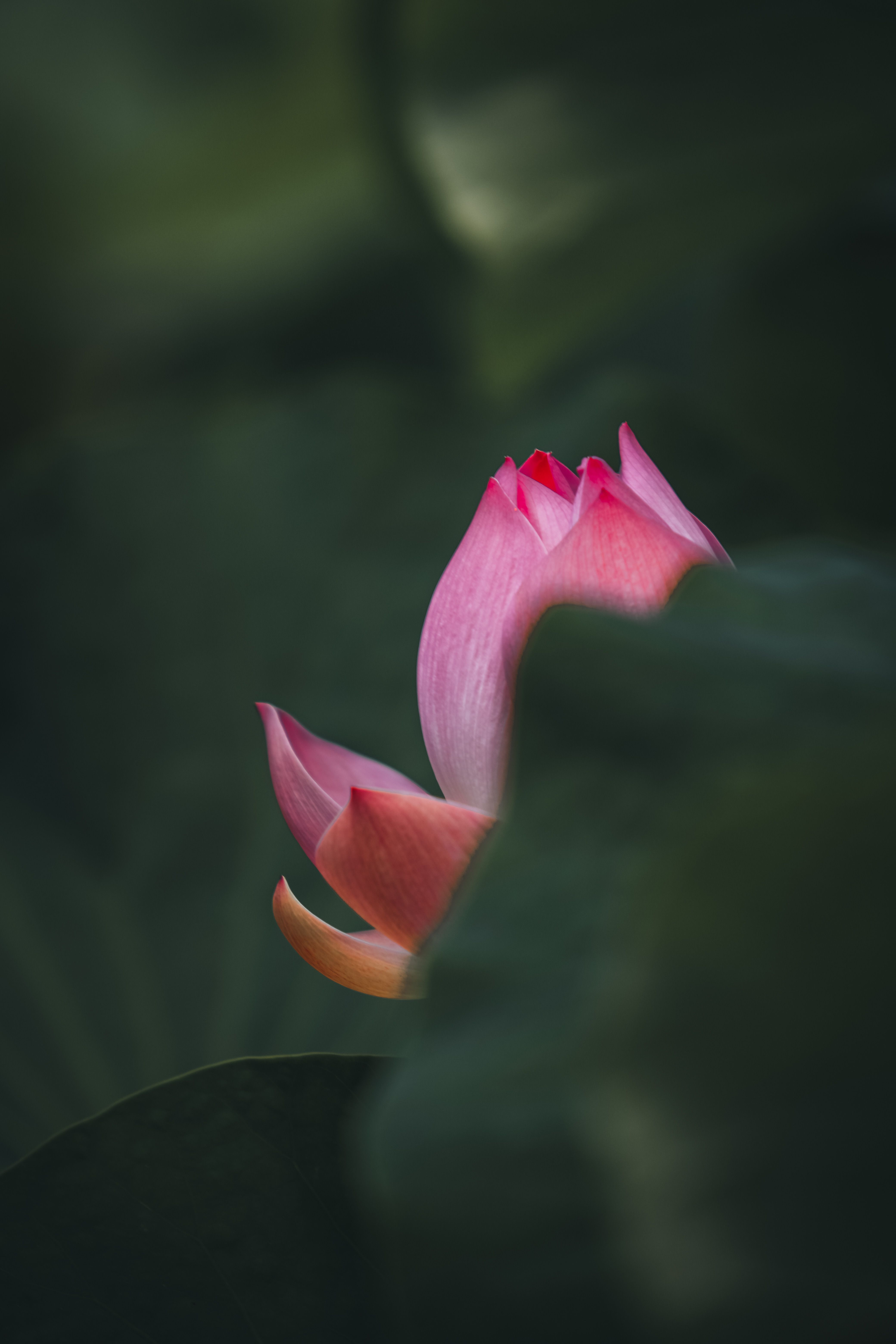 Pink Lotus Flower behind Leaves · Free Stock Photo