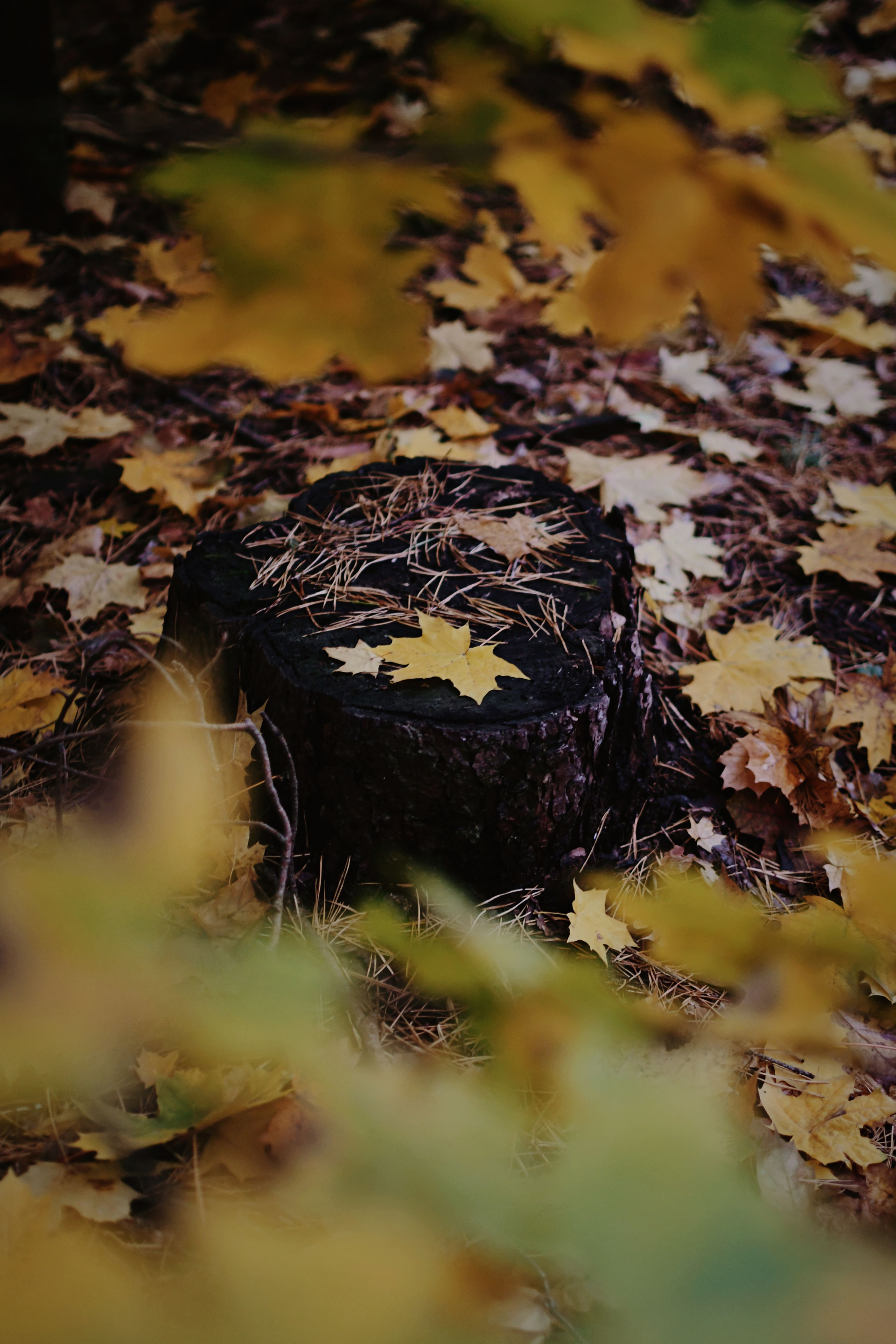 Dark Tree Stump Photos, Download The BEST Free Dark Tree Stump Stock ...