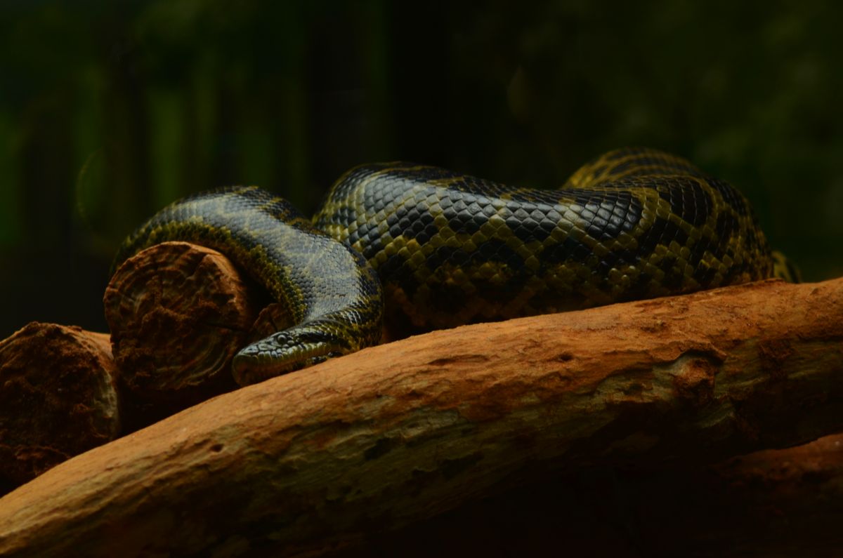 Anaconda Photos, Download The BEST Free Anaconda Stock Photos & HD Images