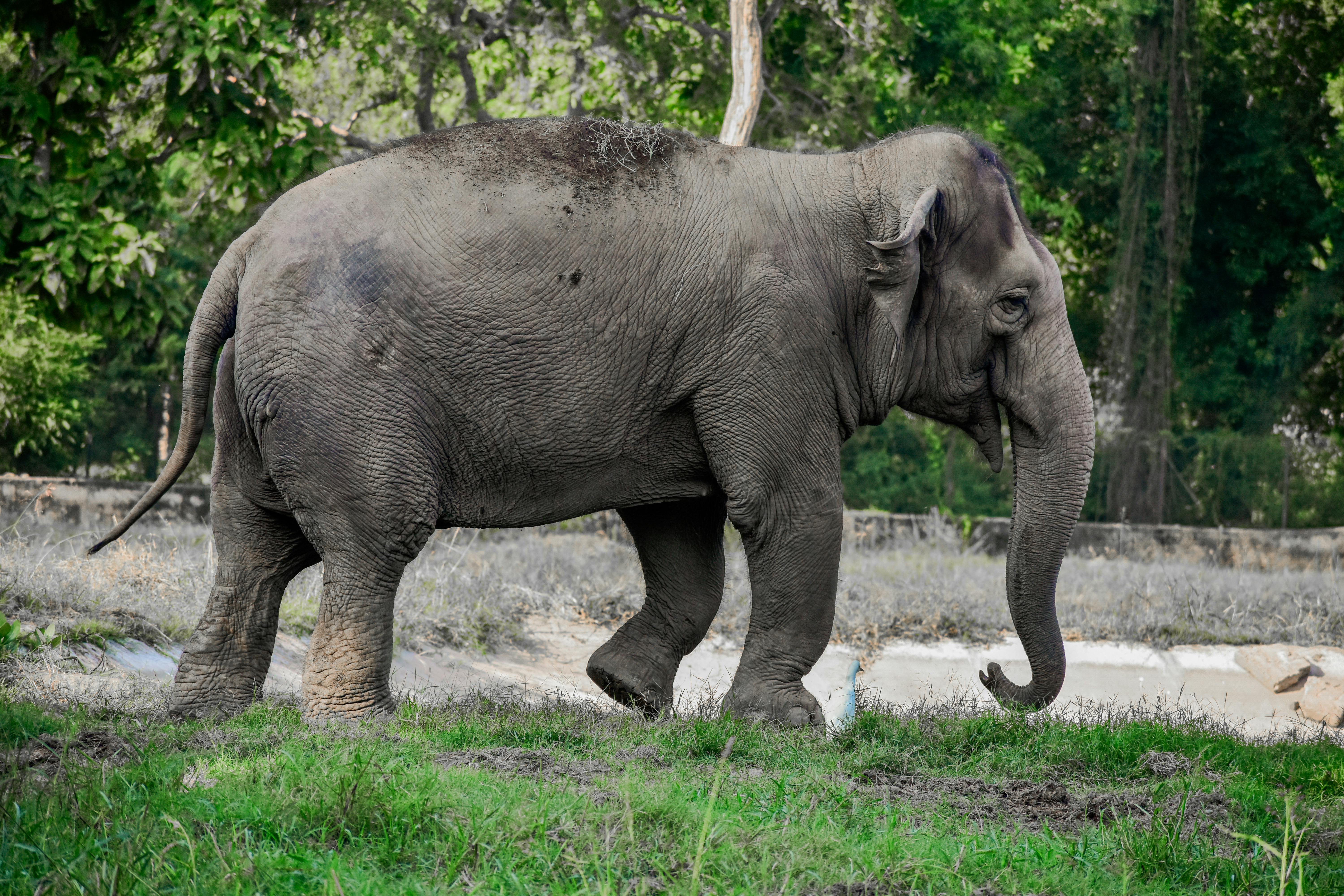 Elephant in Zoo · Free Stock Photo