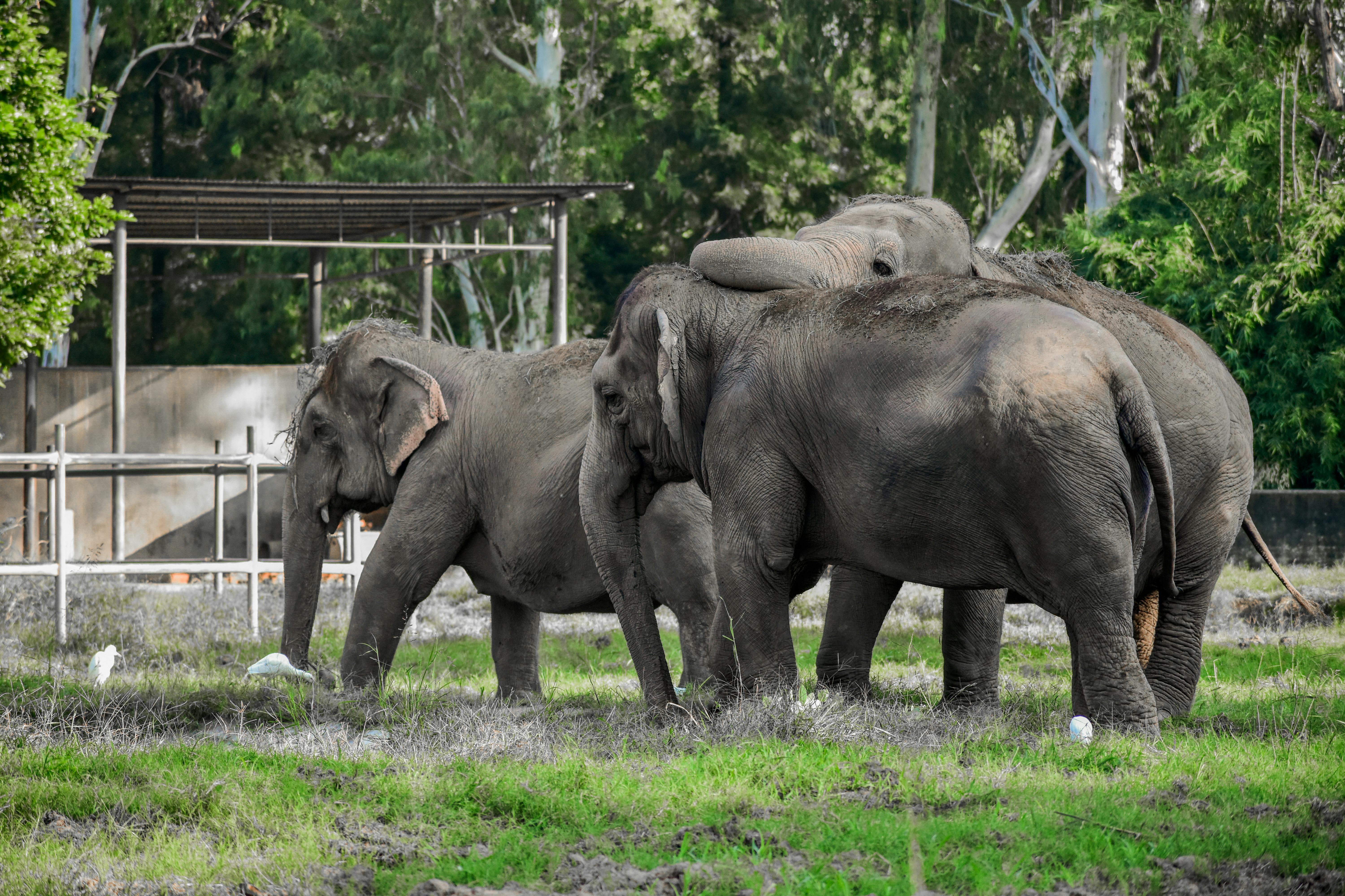 Elephants in Zoo · Free Stock Photo