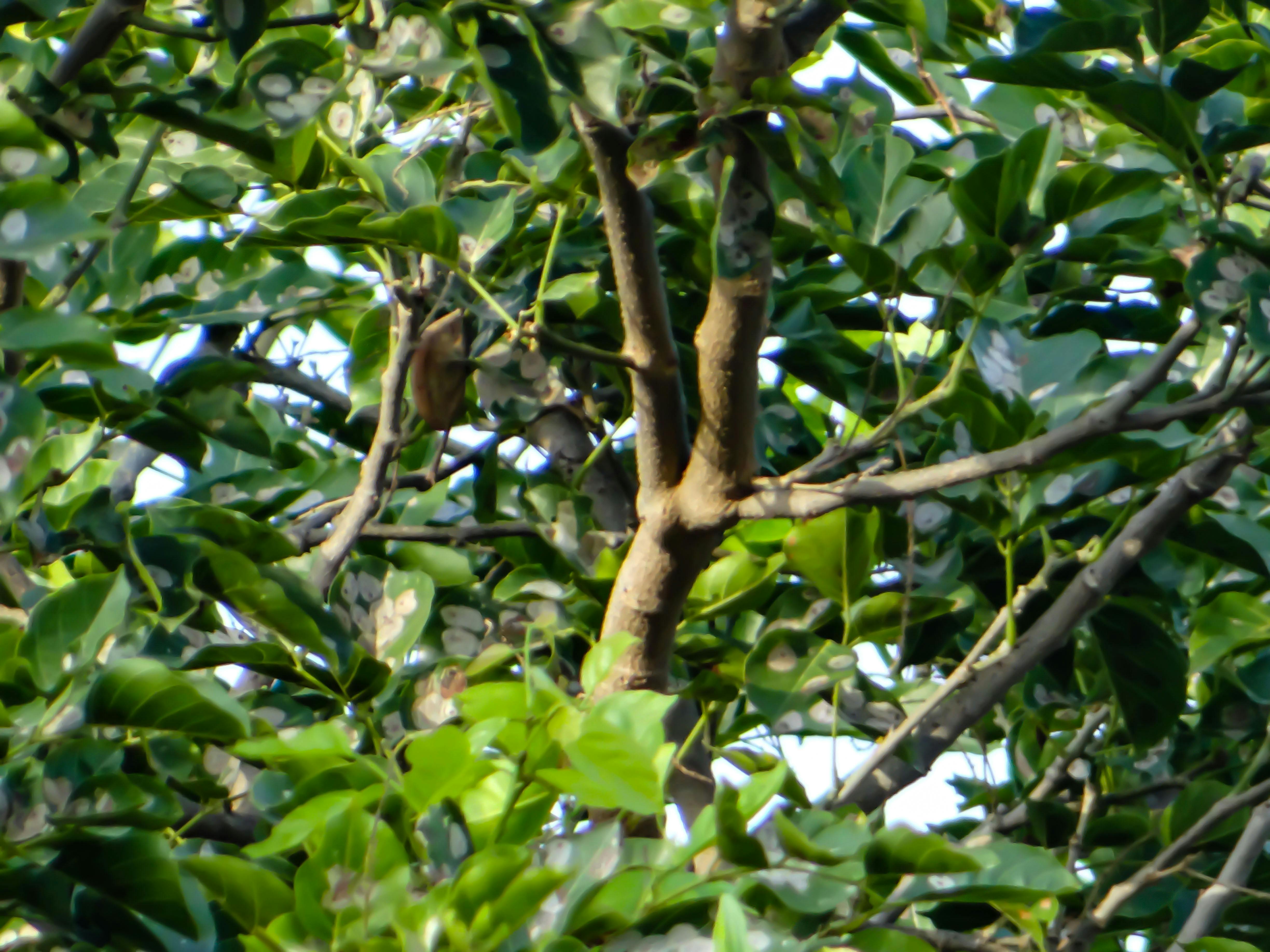 Deepak Chadha - Fotografía