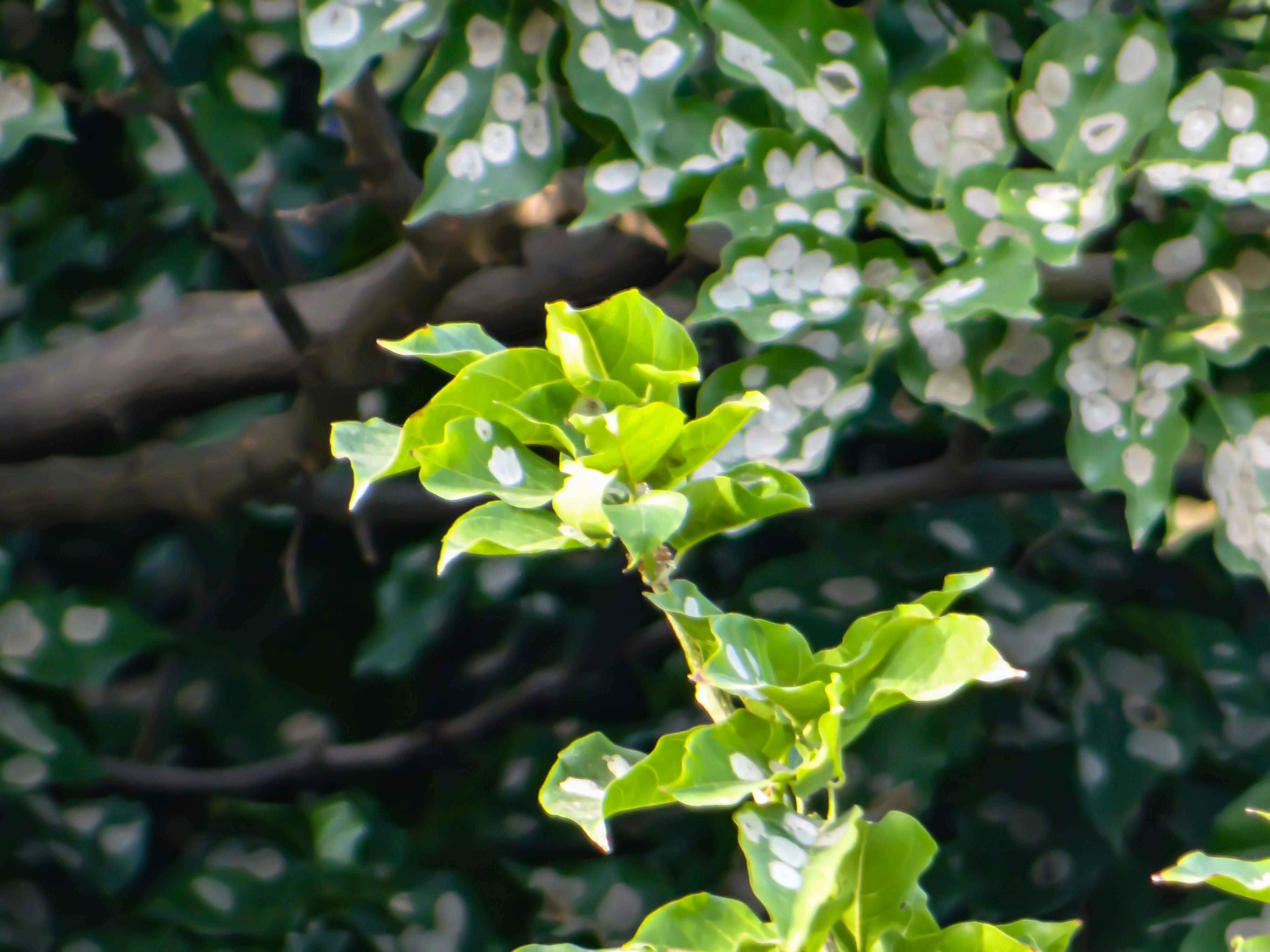 Deepak Chadha - Fotografía