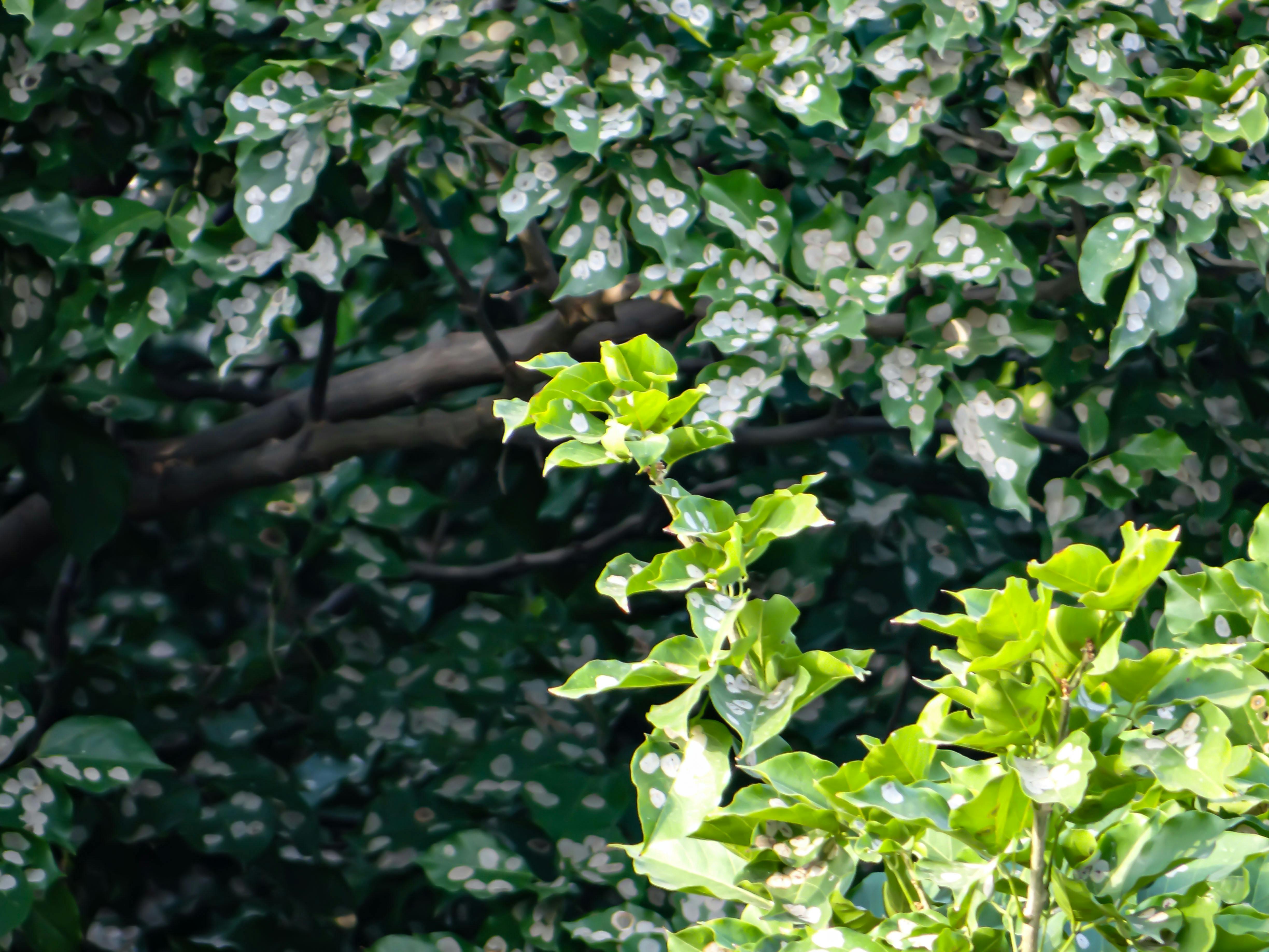 Deepak Chadha - Fotografía