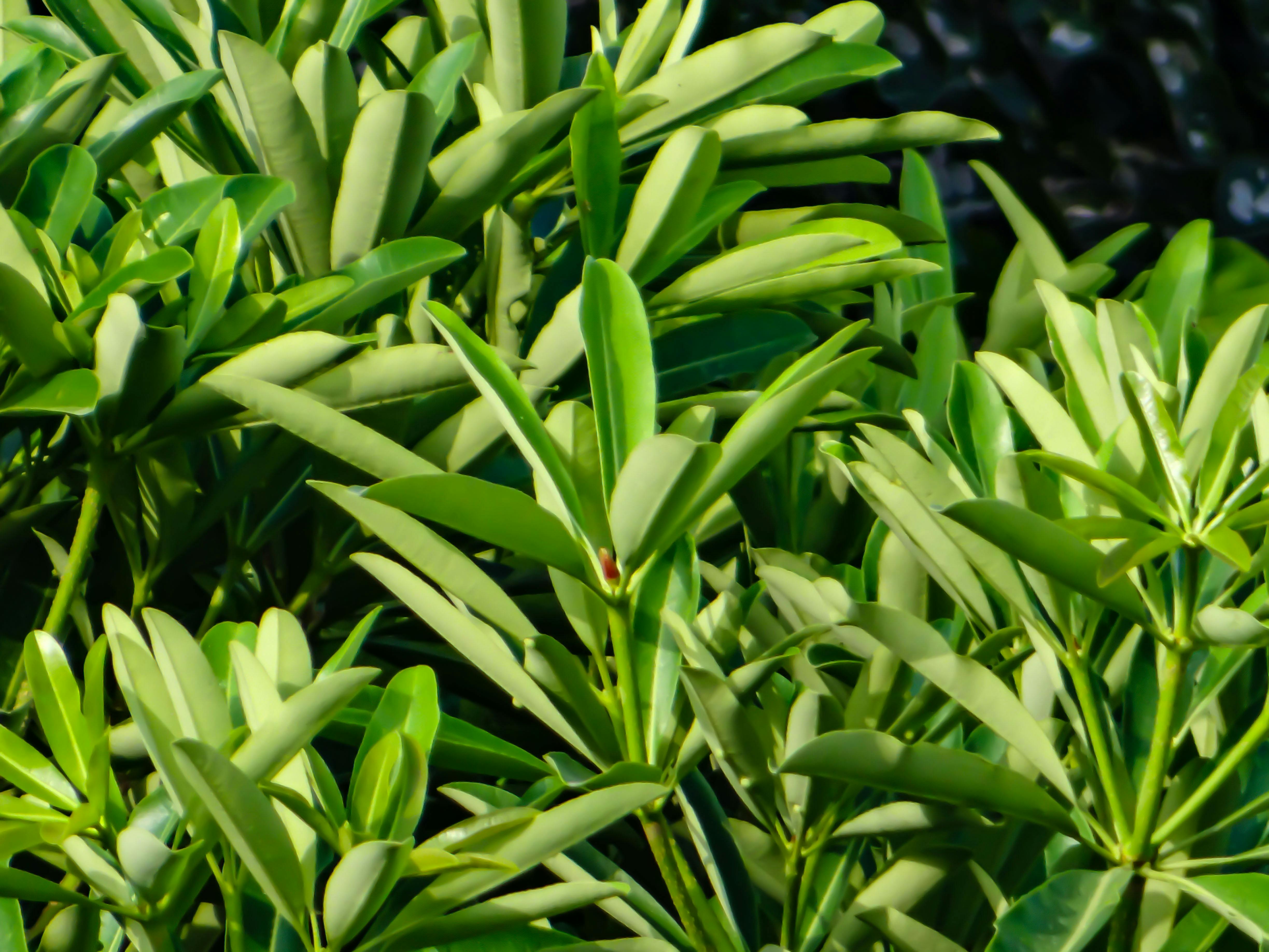 Deepak Chadha - Fotografía