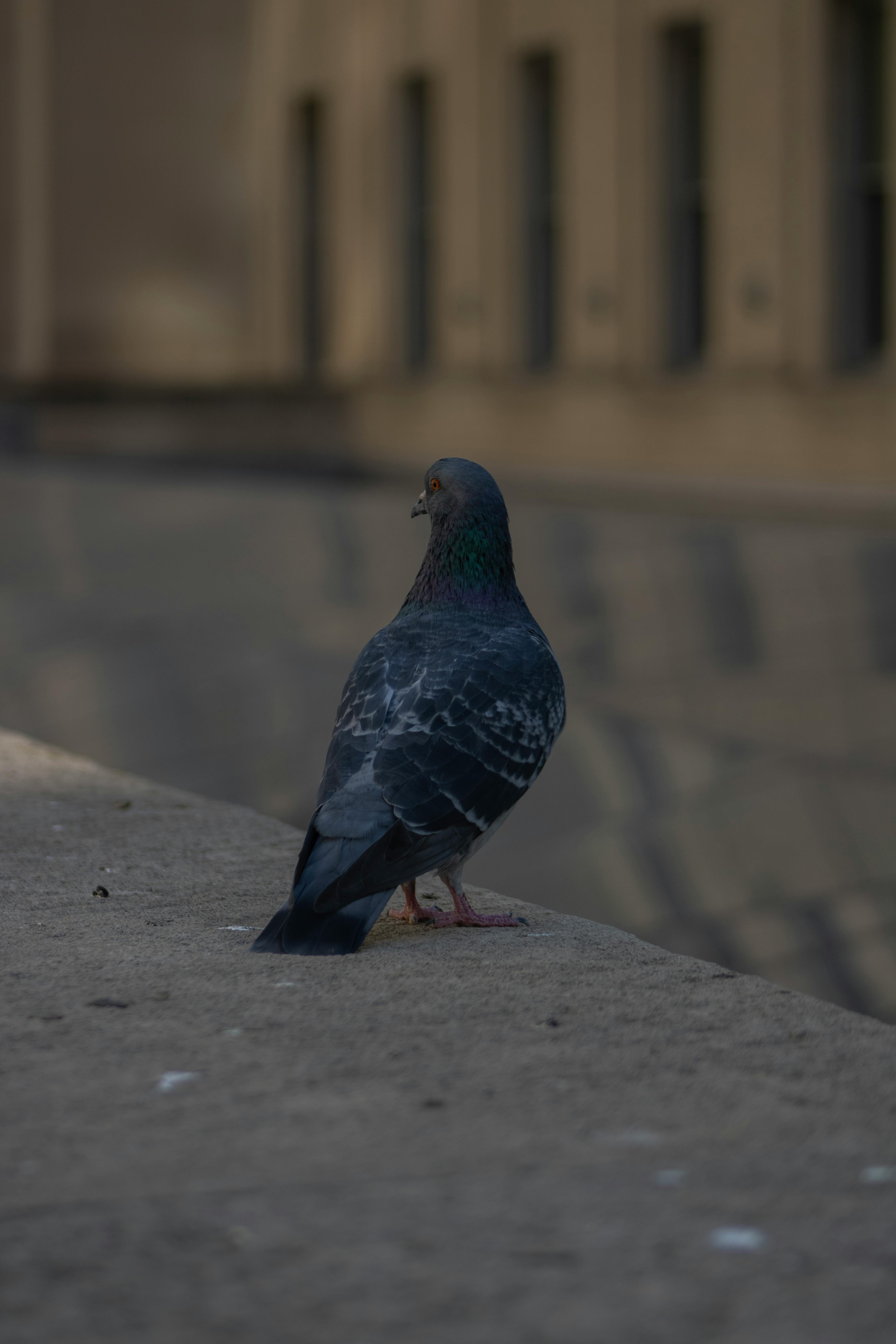 Pigeon Images Photos, Download The BEST Free Pigeon Images Stock Photos ...