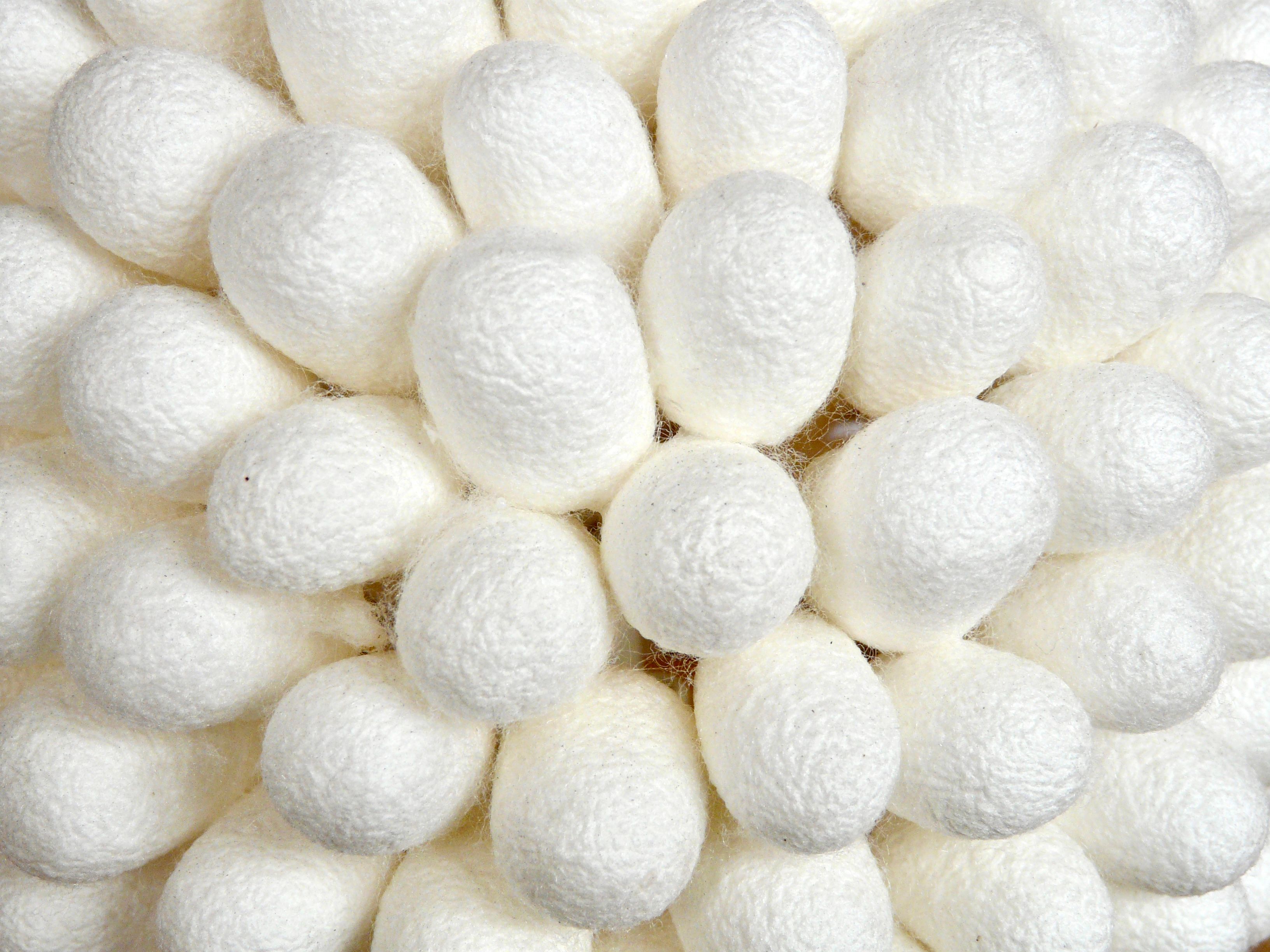 Close up of Silkworm Cocoons · Free Stock Photo