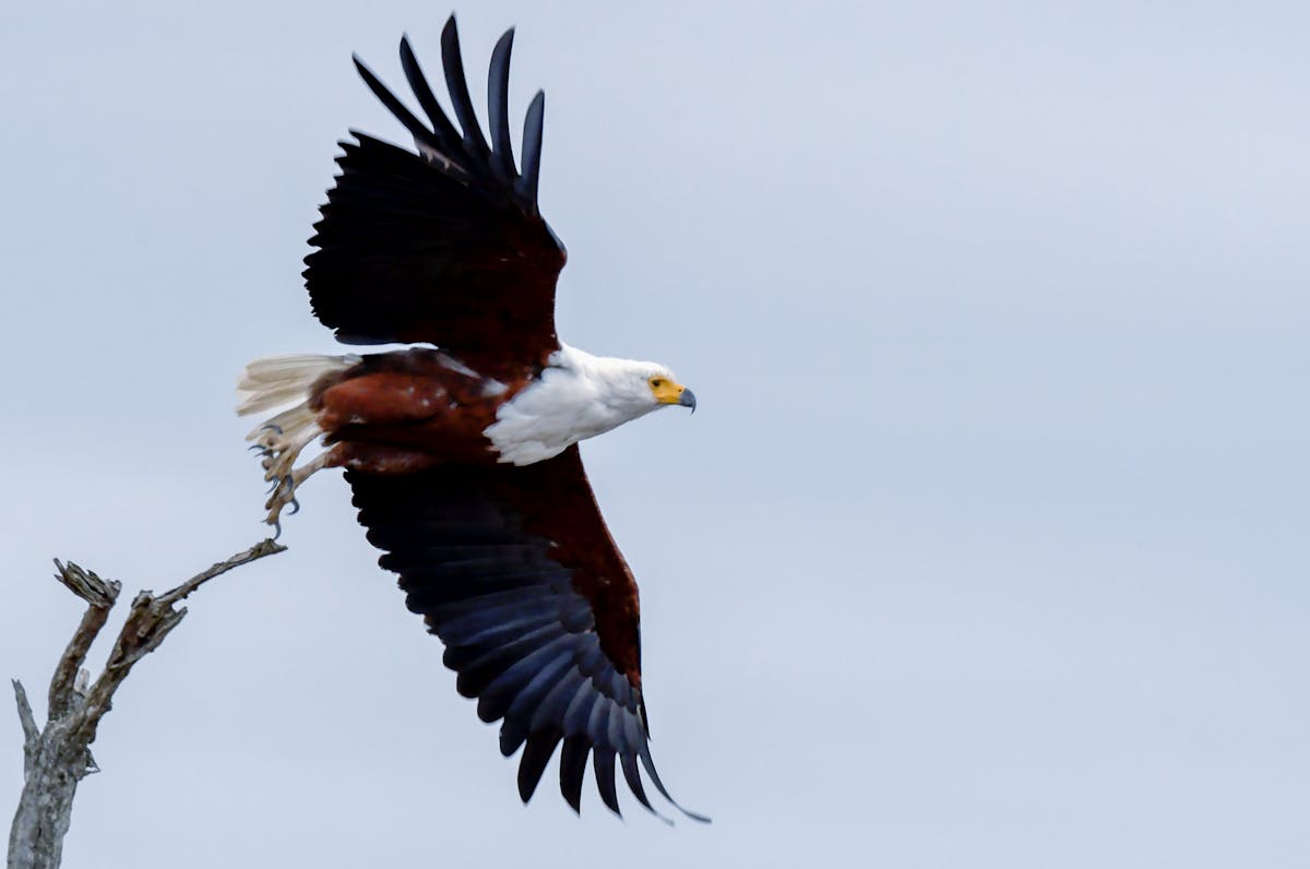 Eagle Flying Photos, Download The BEST Free Eagle Flying Stock Photos ...