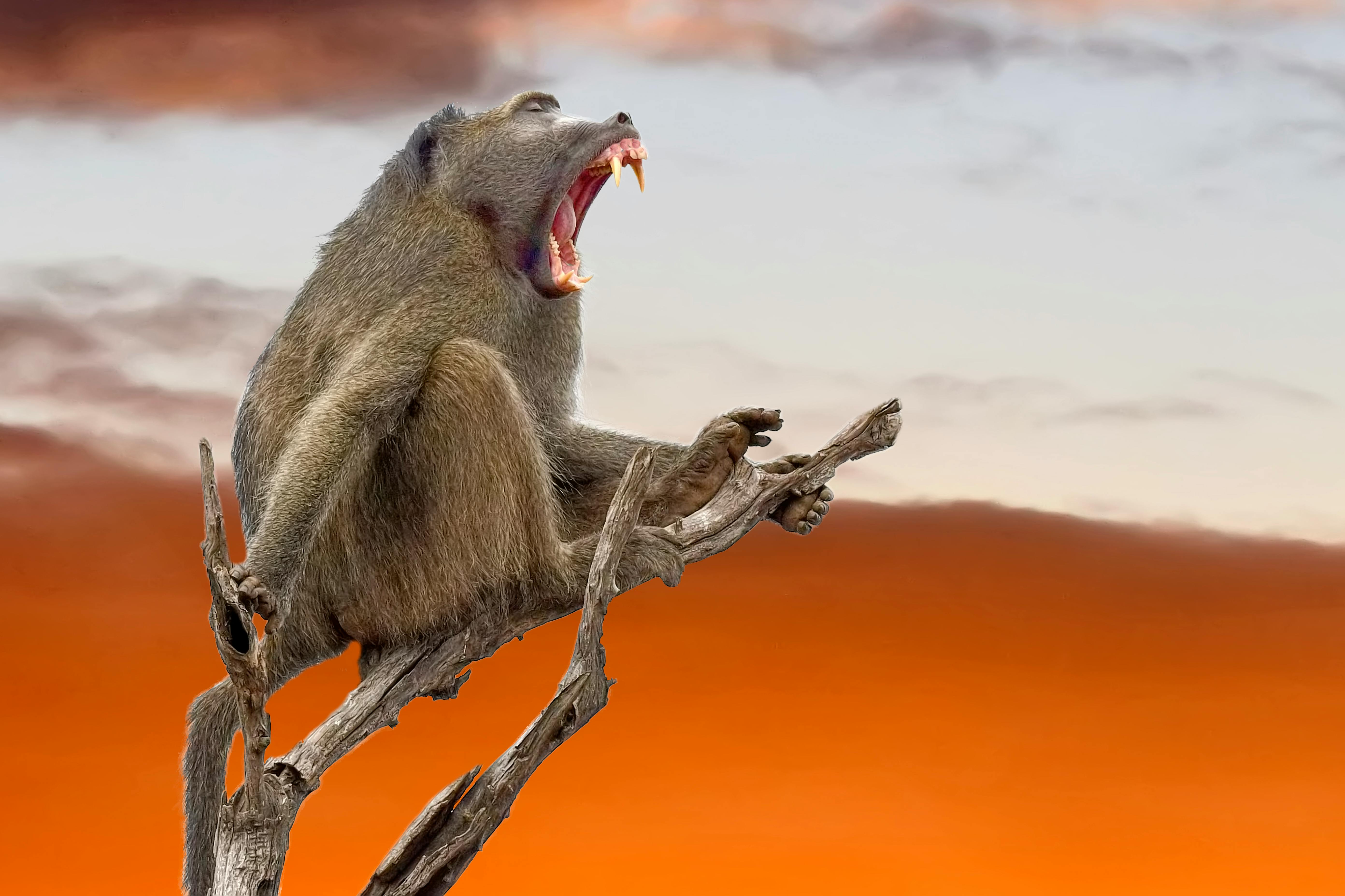 Baboon Photos, Download The BEST Free Baboon Stock Photos & HD Images