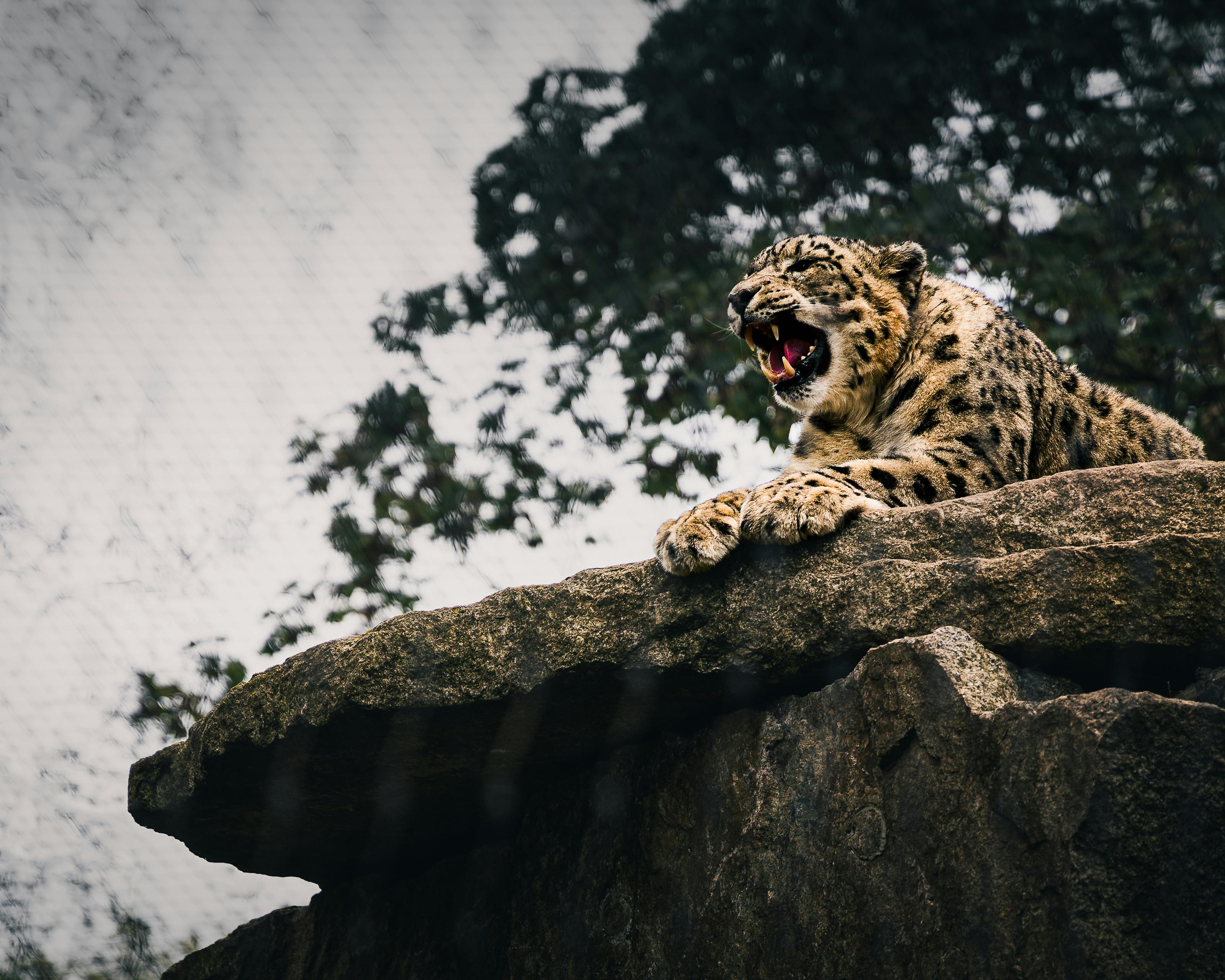 Leopard on Rock · Free Stock Photo