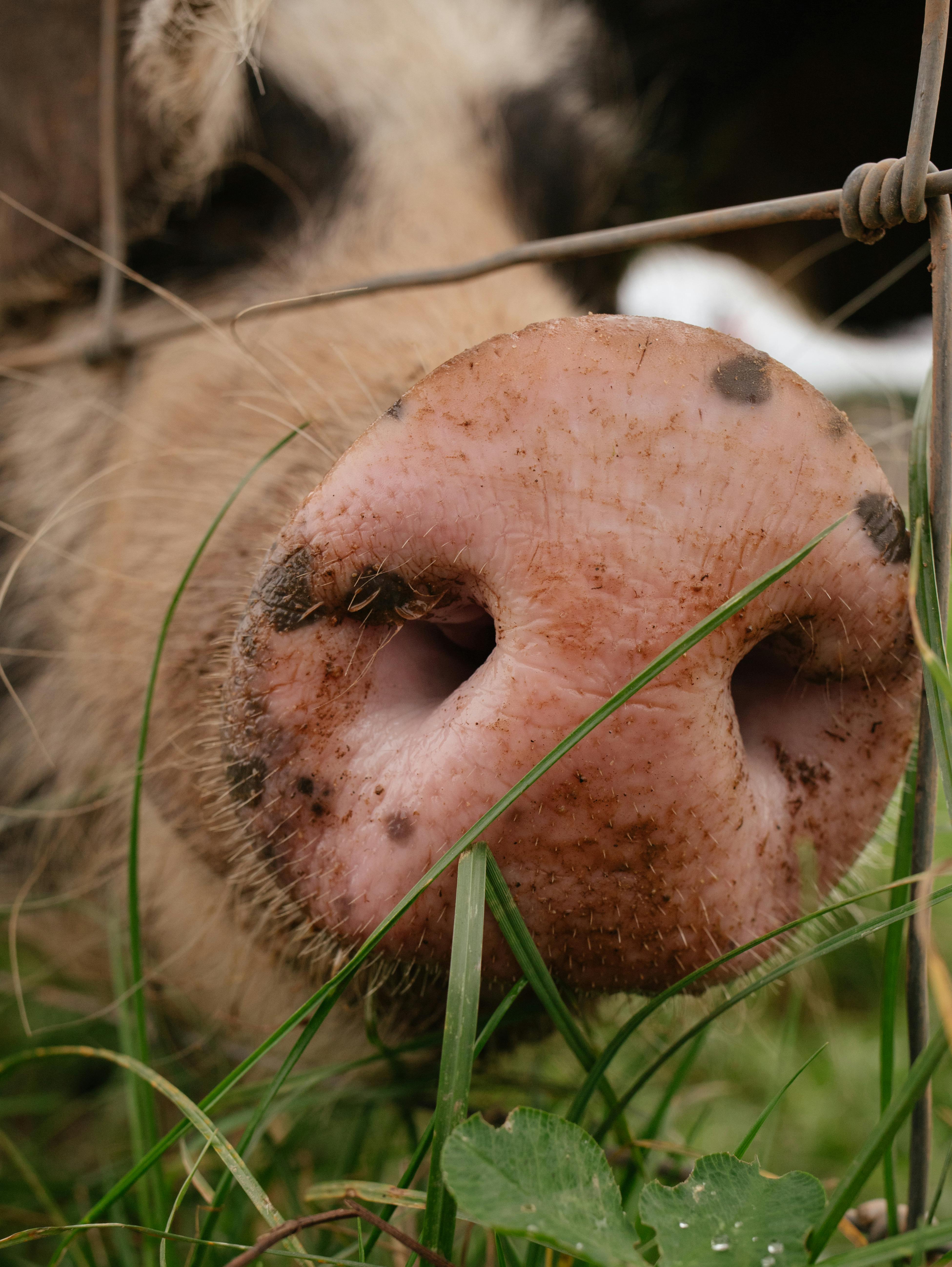 A pig nose poking through a fence in the grass · Free Stock Photo
