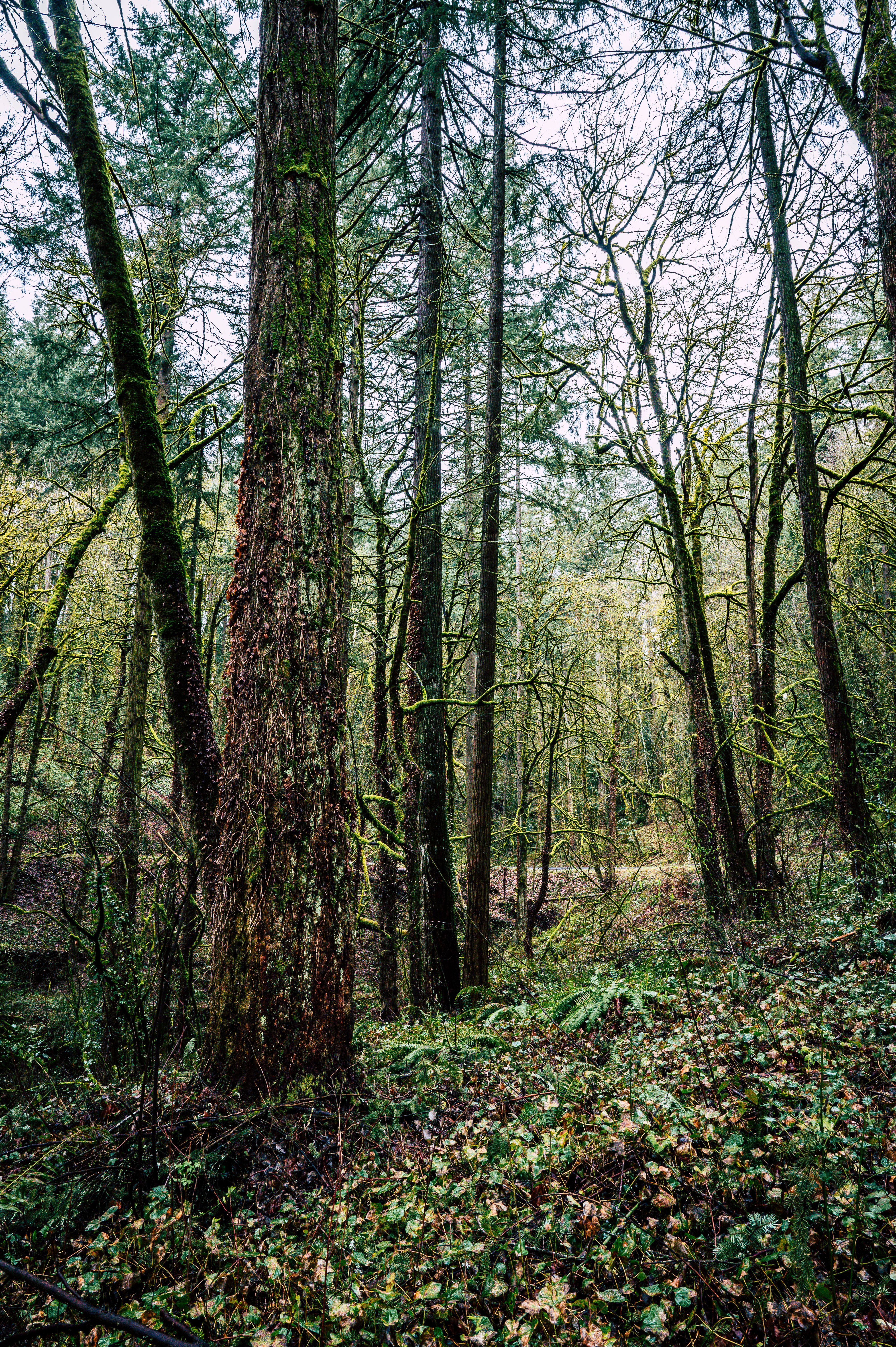Trees in a Forest in Spring · Free Stock Photo