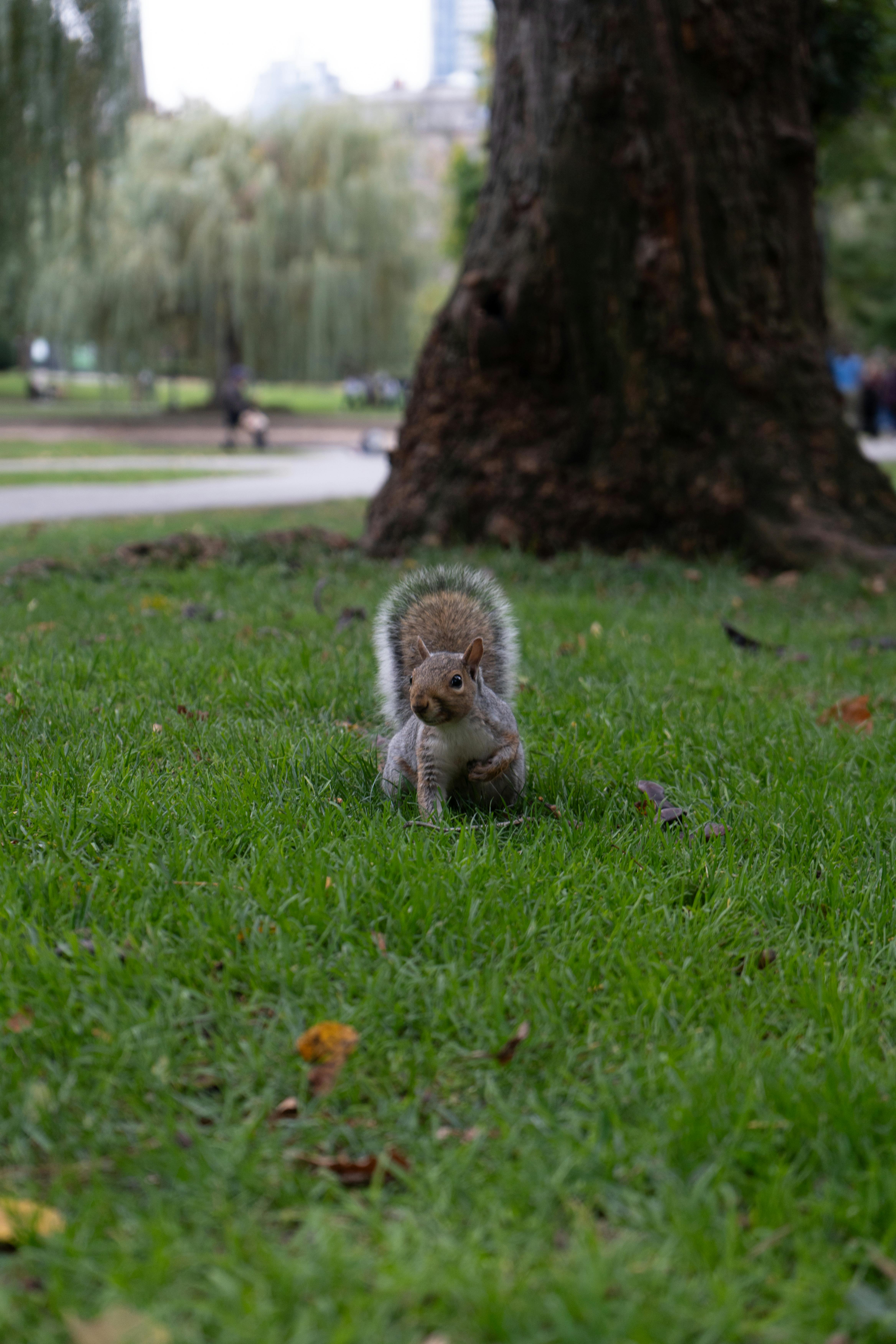 Squirrel on Lawn · Free Stock Photo