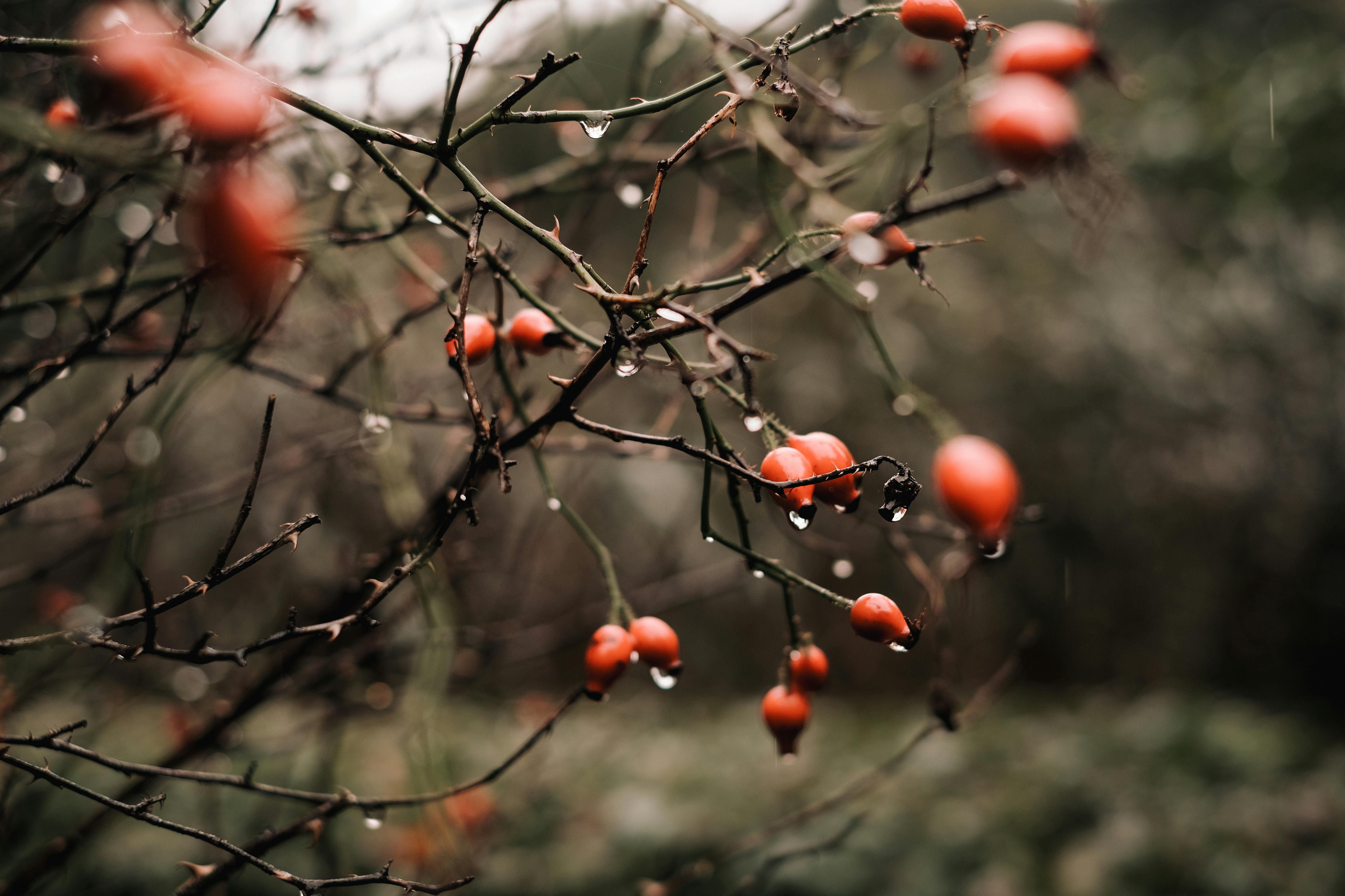 Rosehip Photos, Download The BEST Free Rosehip Stock Photos & HD Images