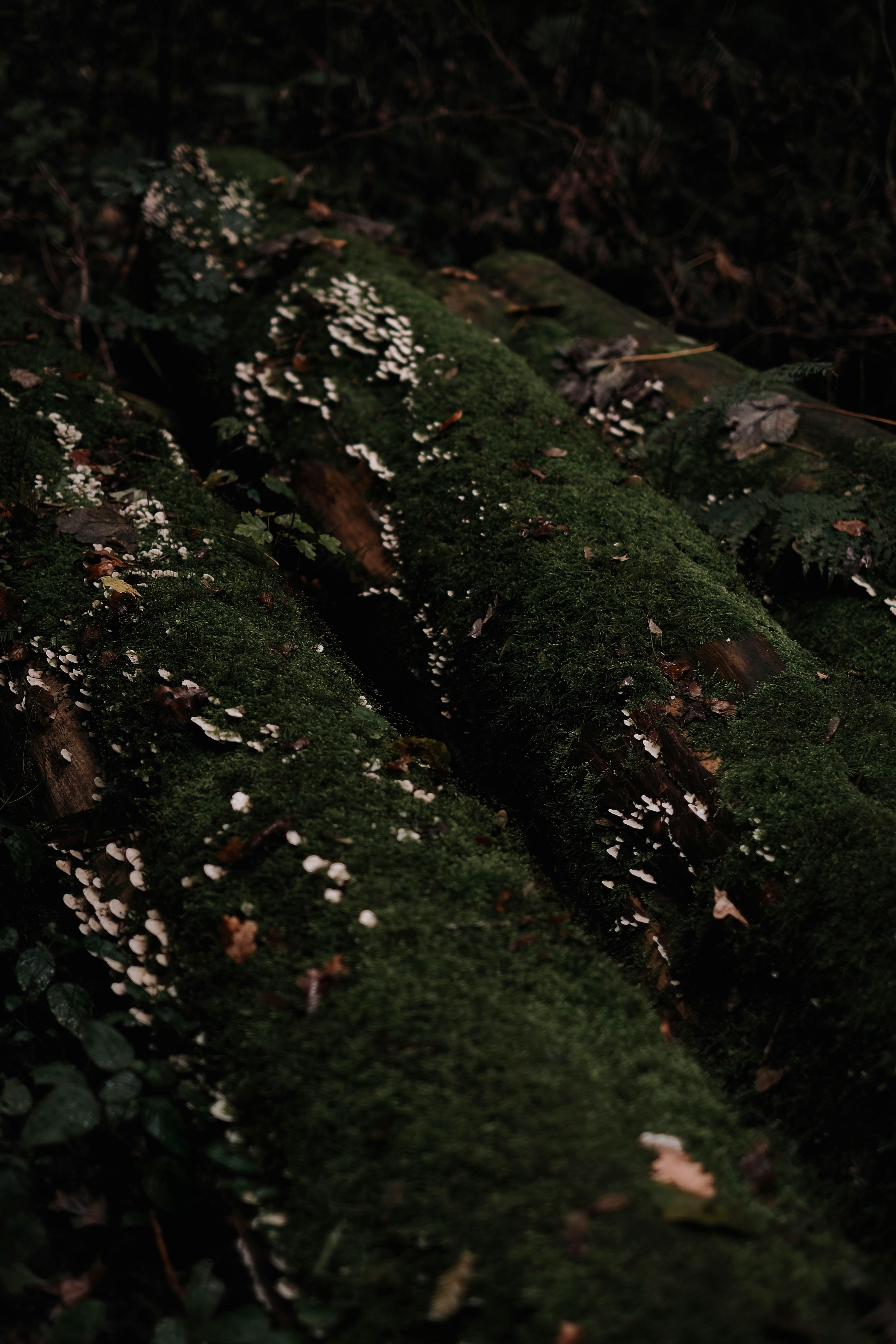 Close-up of Tree Logs Covered with Moss · Free Stock Photo