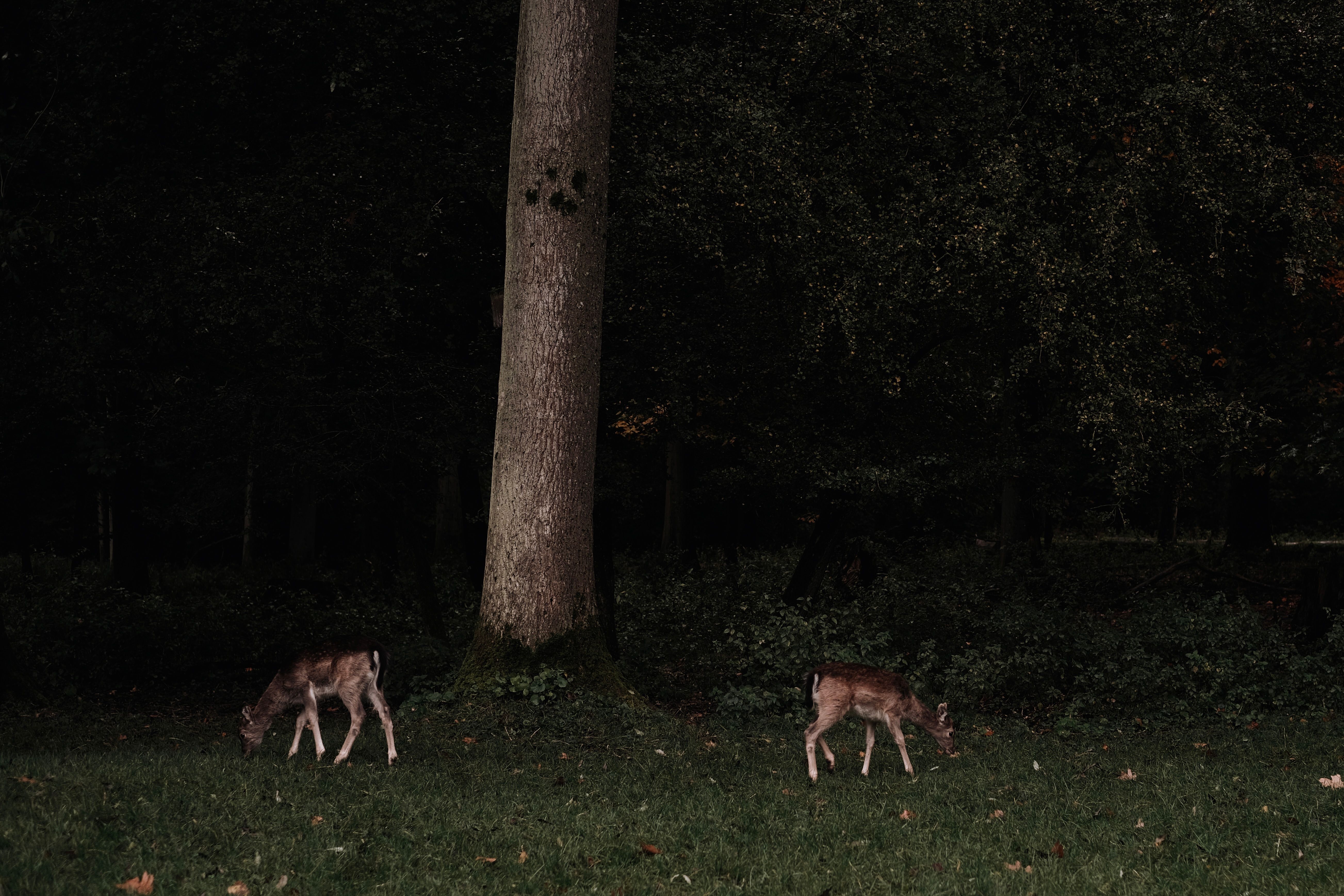 A Deer with Large Antlers in the Forest · Free Stock Photo