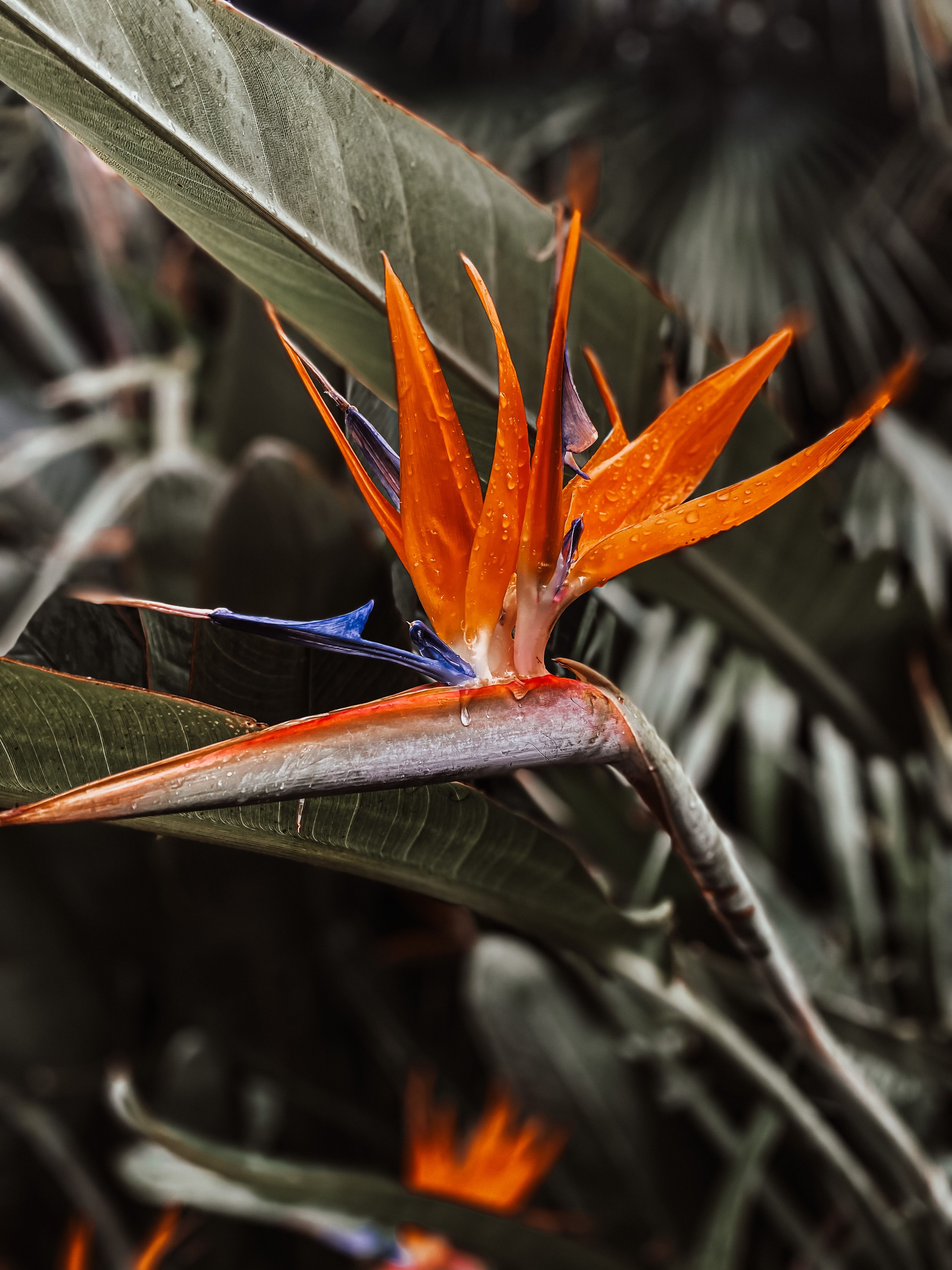 Close-up of a Bright Orange Crane Flower · Free Stock Photo