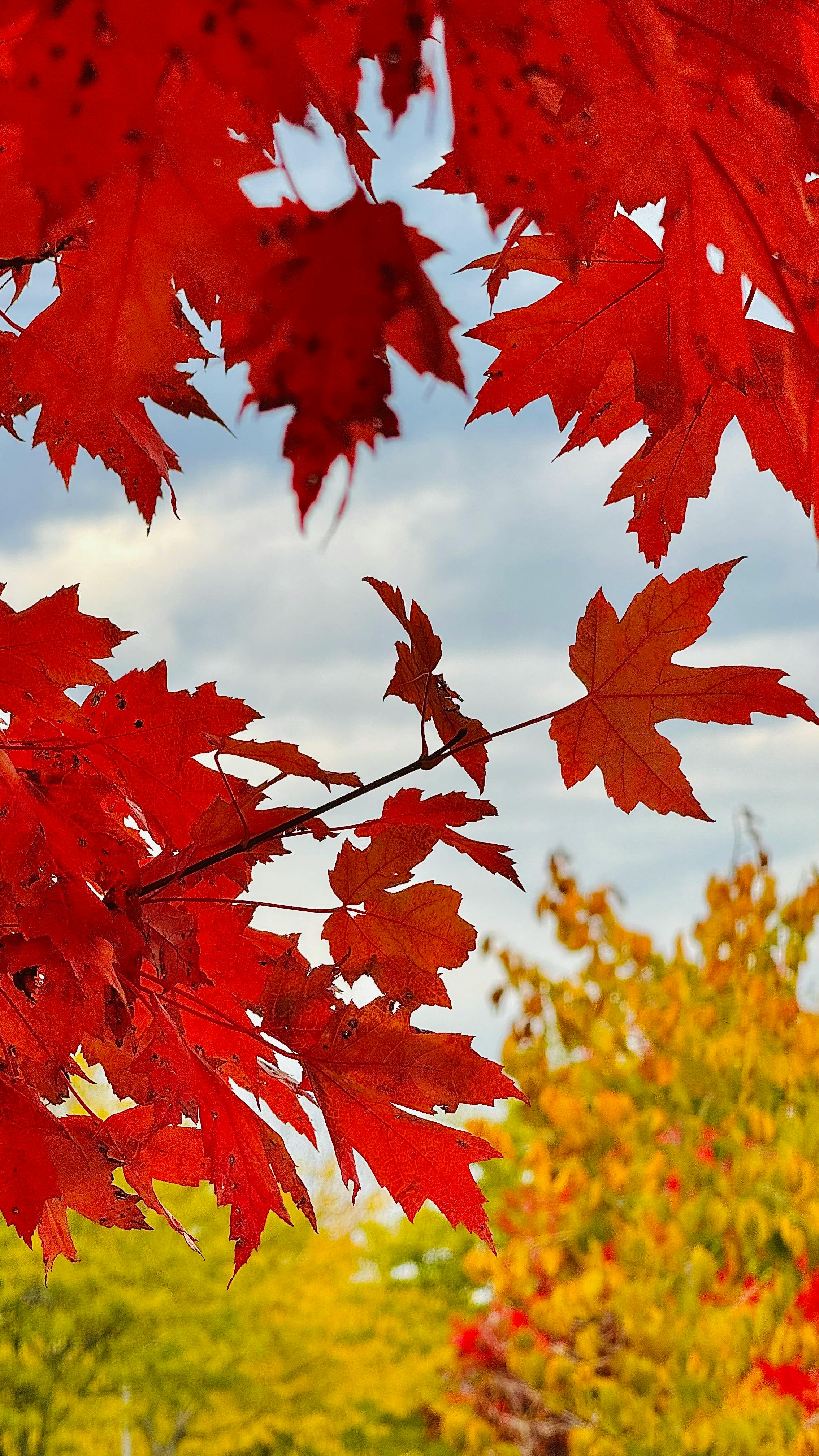 Shan Ali - Fotografía