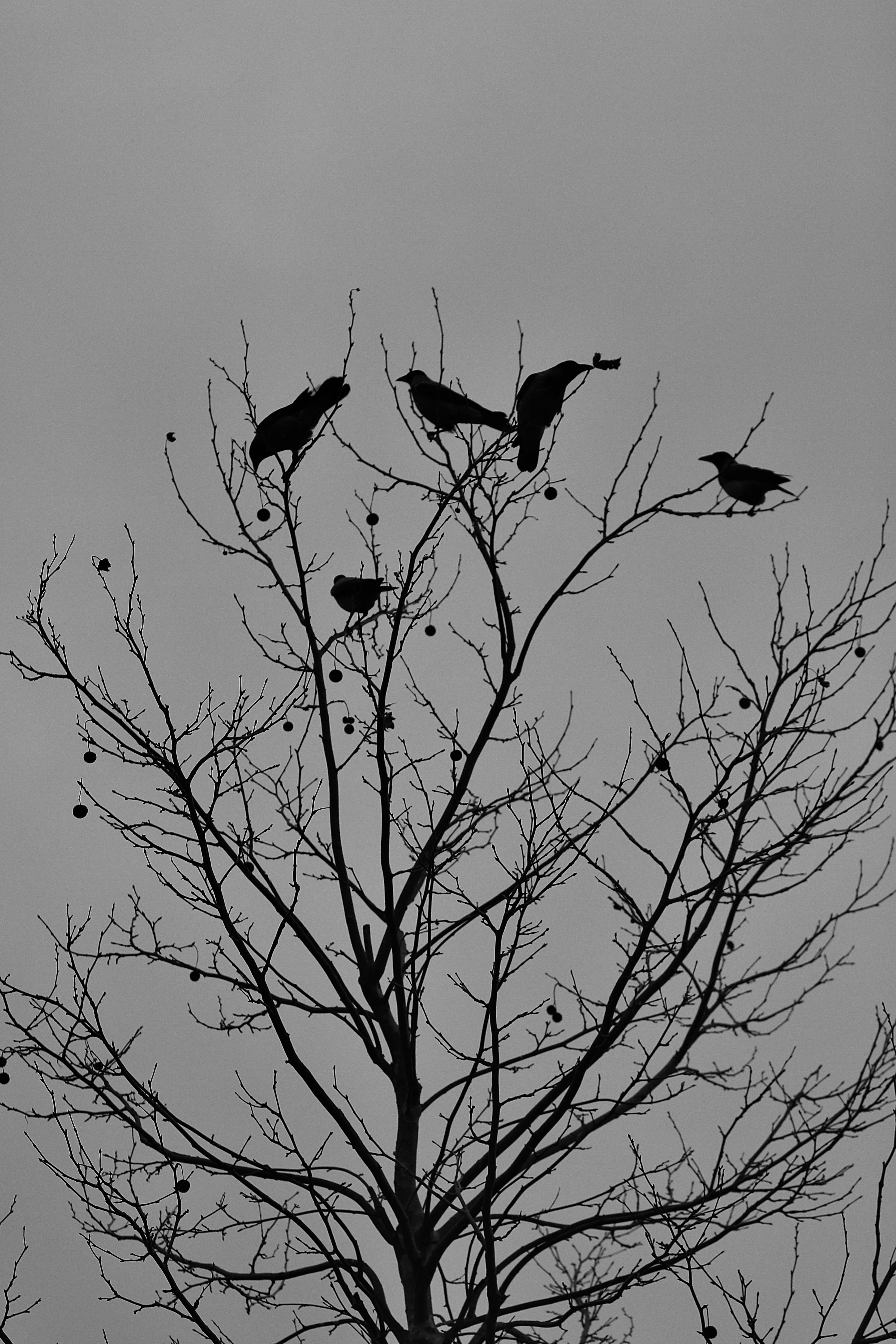 Birds on Bare Tree in Black and White · Free Stock Photo