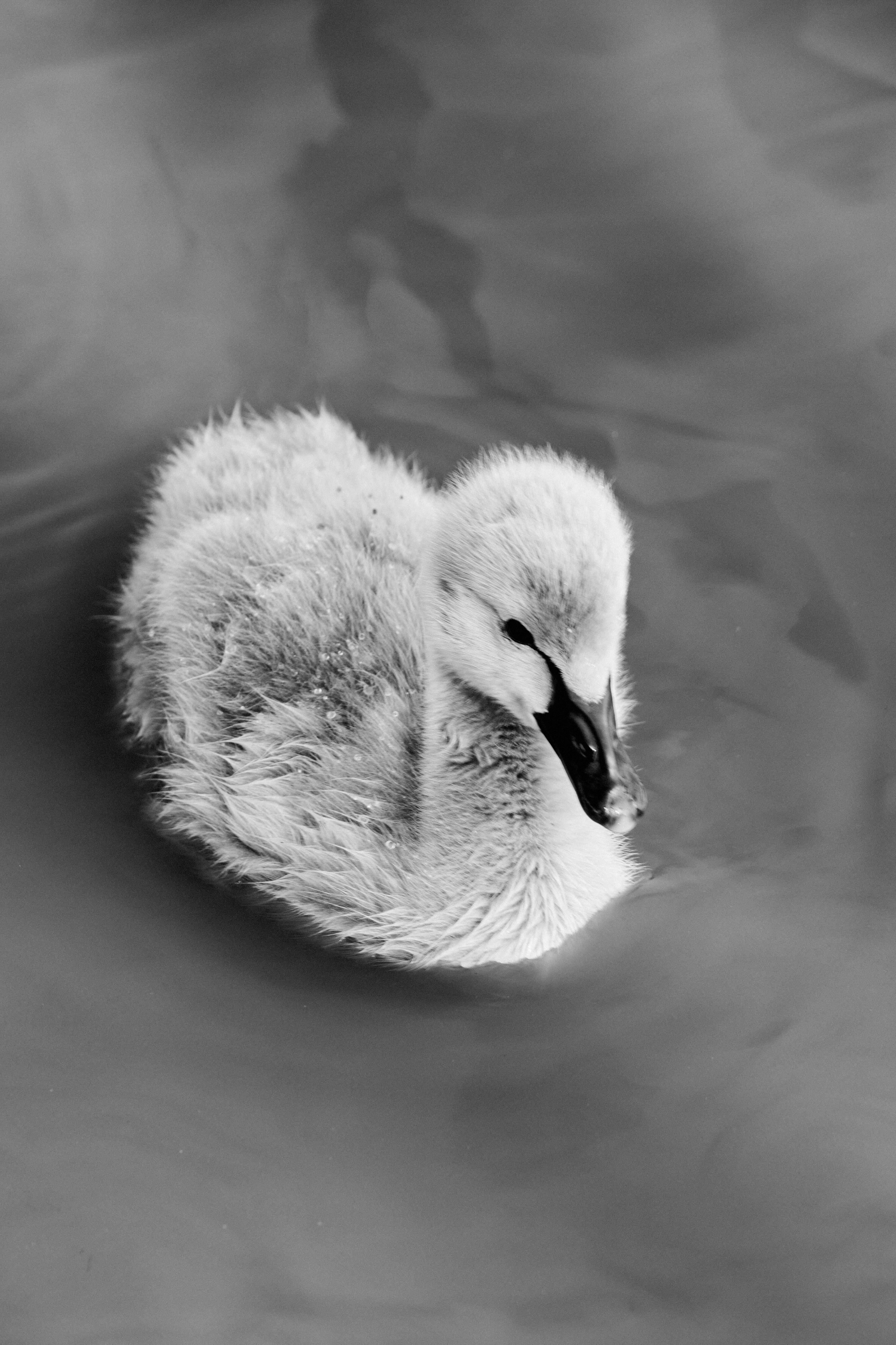 Cygnet Photos, Download The BEST Free Cygnet Stock Photos & HD Images
