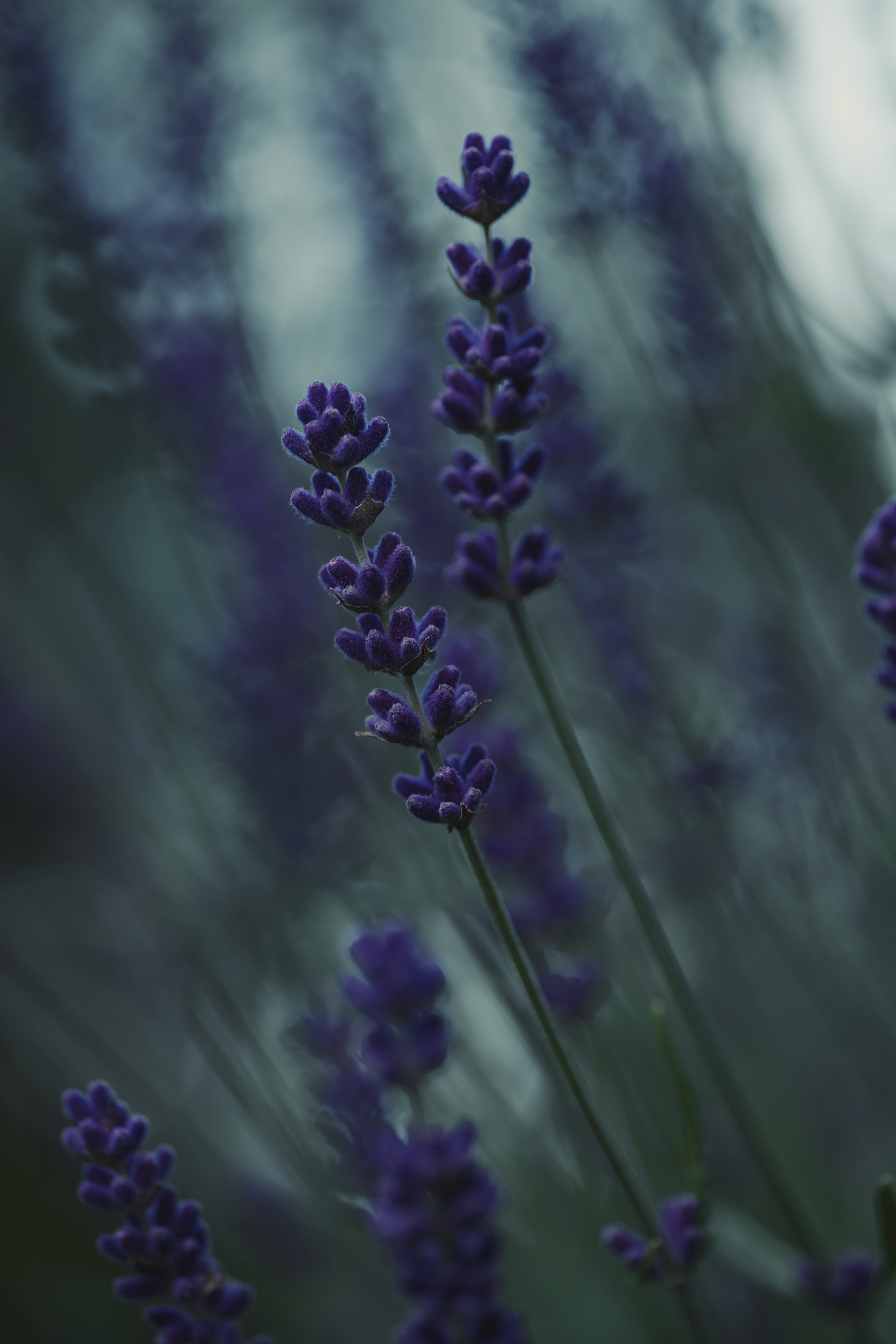 Blue Cluster Flowers · Free Stock Photo