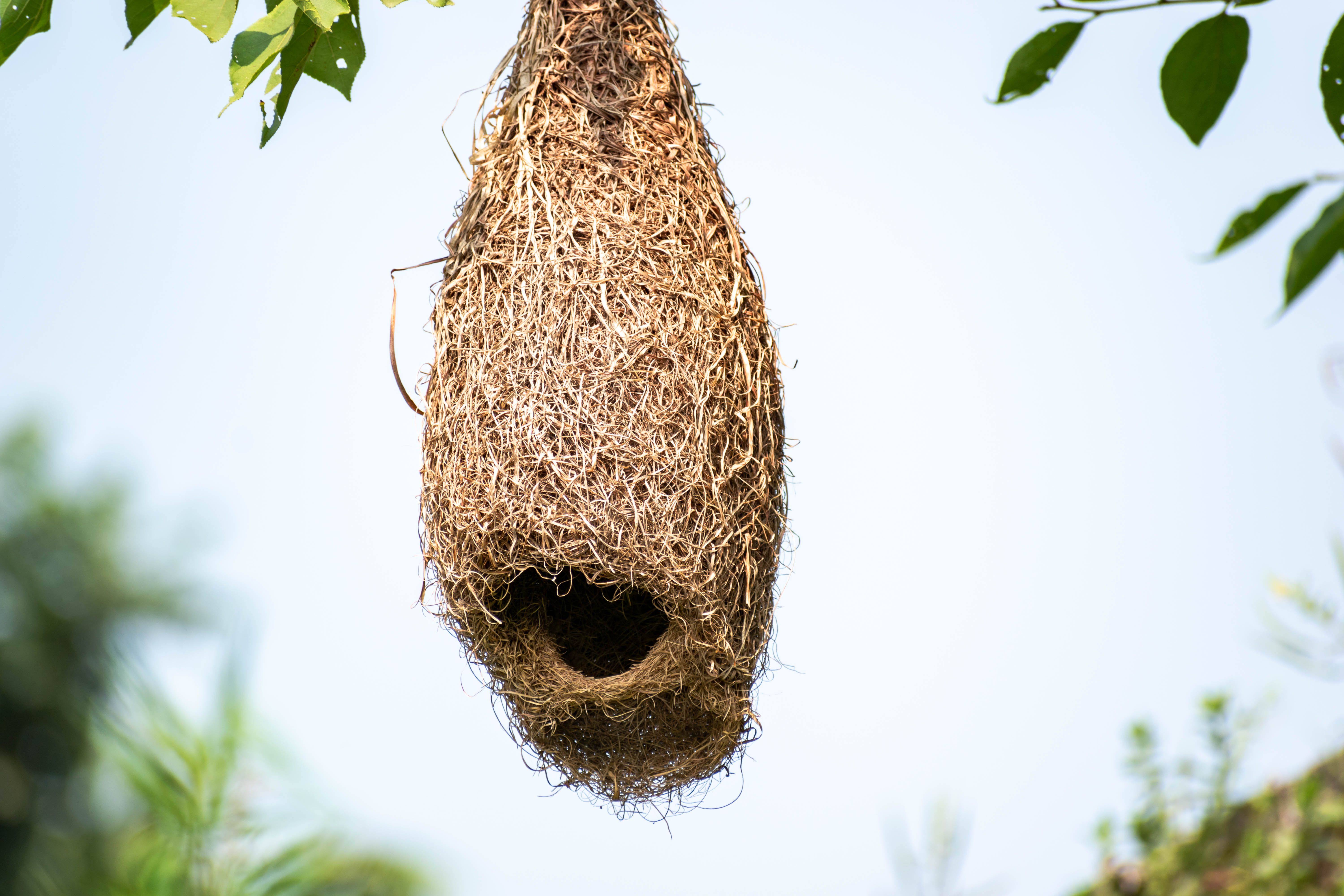 Close-up of a Hanging Bird Nest · Free Stock Photo
