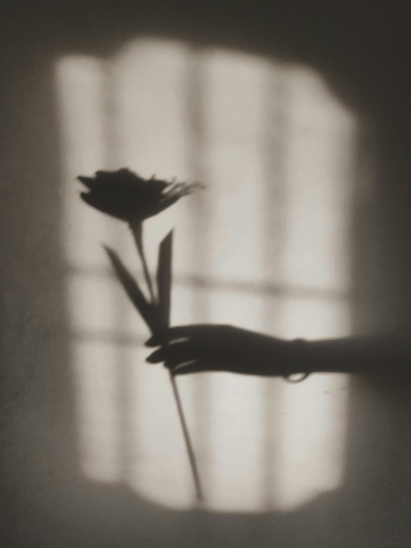 Shadow of a Hand Holding a Flower · Free Stock Photo