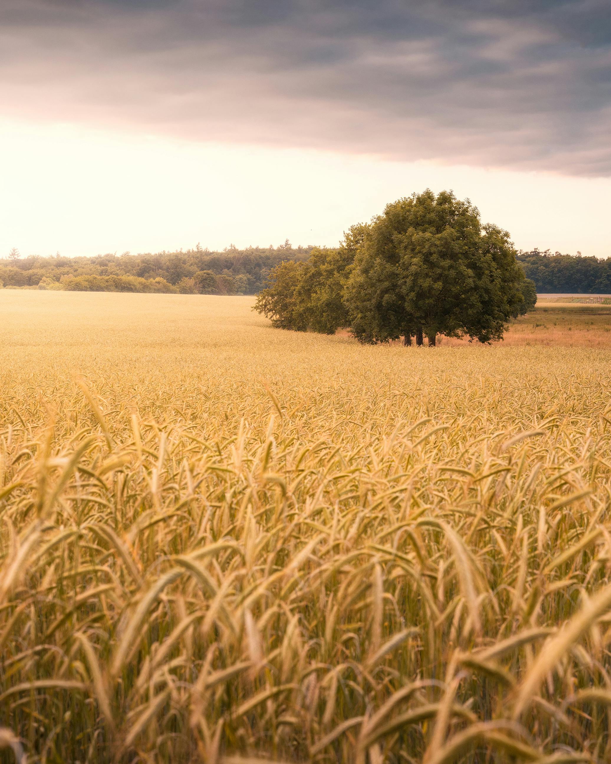 Yellow Grasses on Field at Sunset · Free Stock Photo