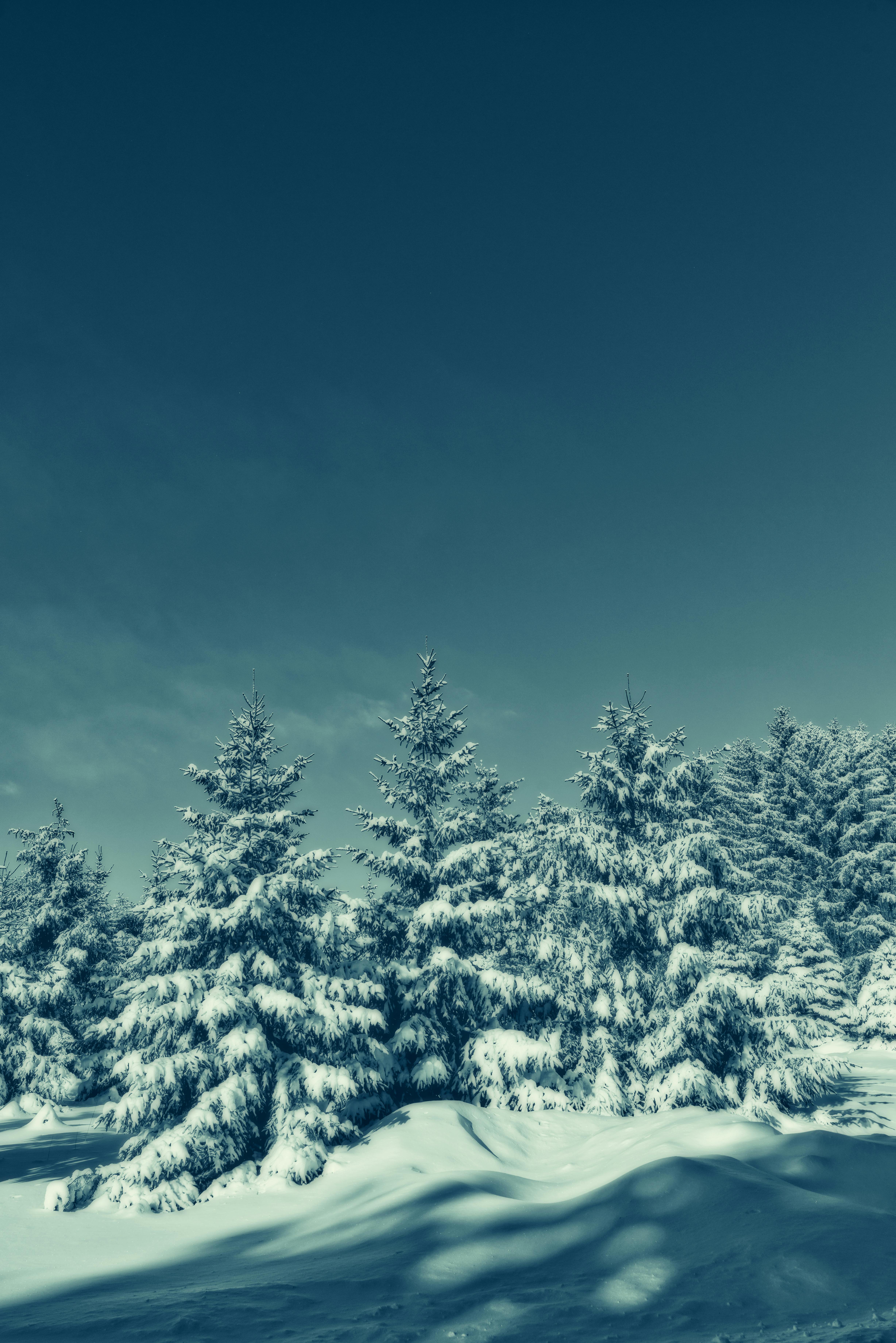 Green Trees Covered With Snow · Free Stock Photo