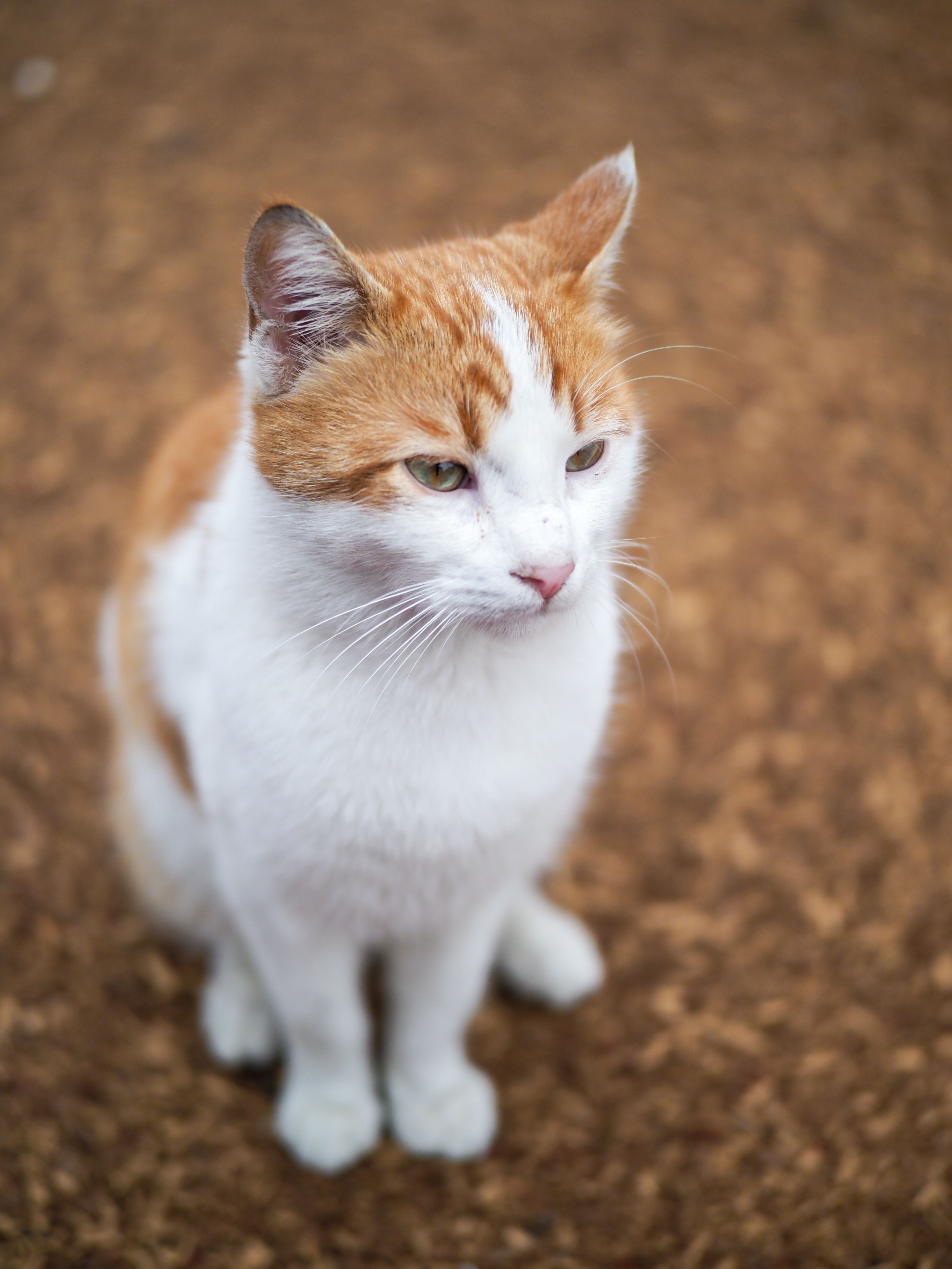 White And Ginger Cat Photos, Download The BEST Free White And Ginger ...
