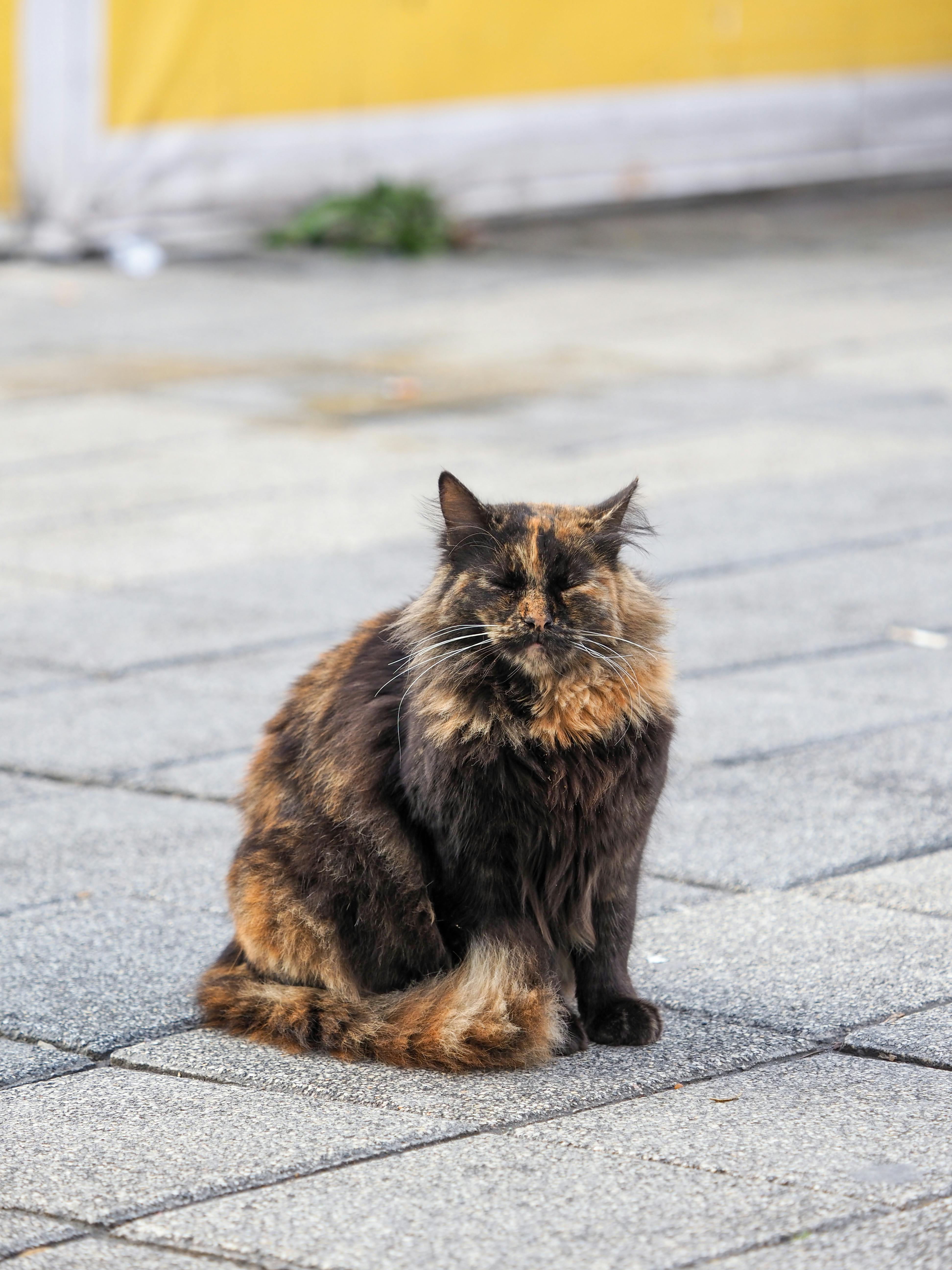 Fluffy Tortoiseshell Cat Sitting on Pavement · Free Stock Photo