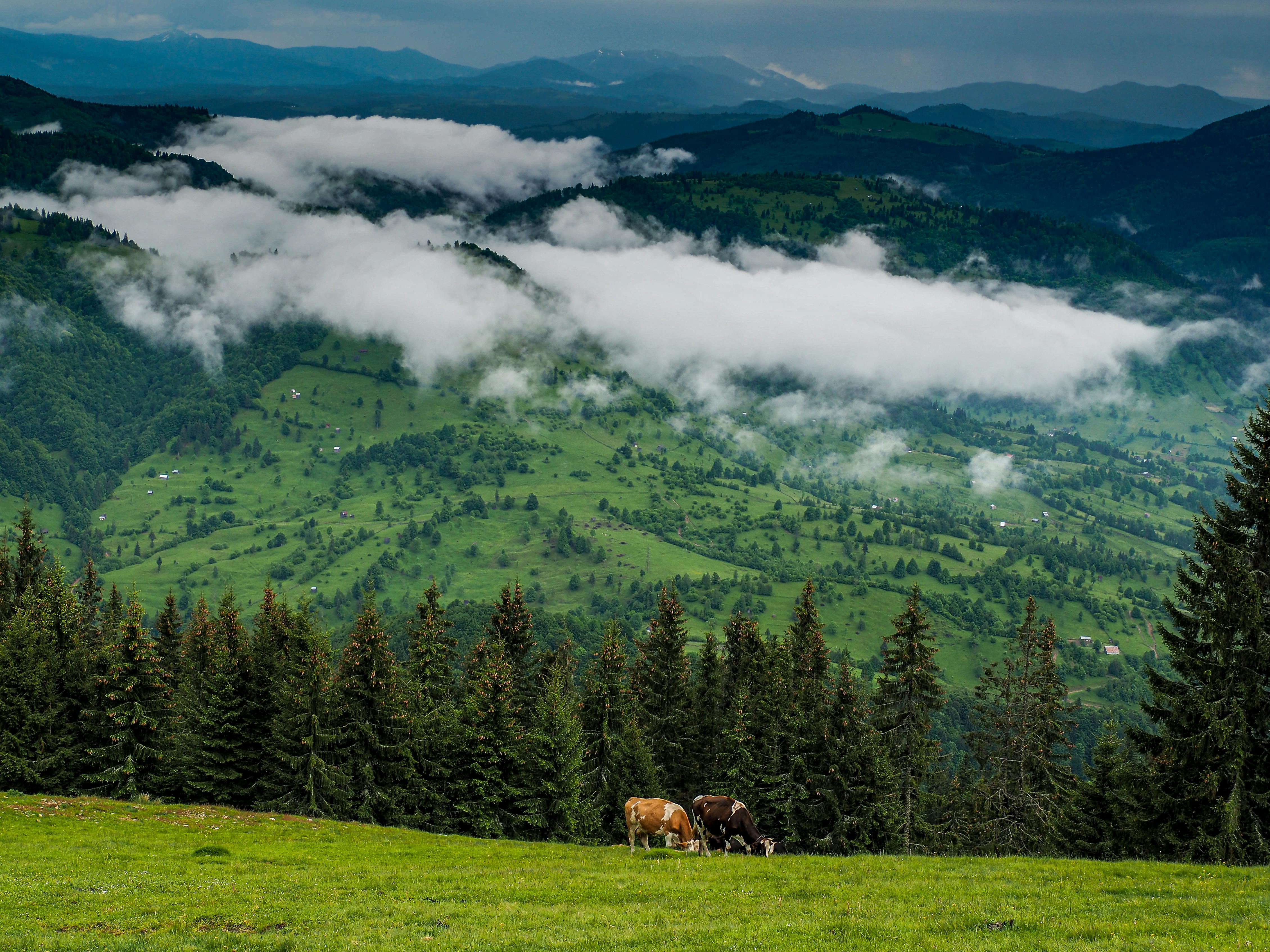 Transylvania Photos, Download The BEST Free Transylvania Stock Photos ...