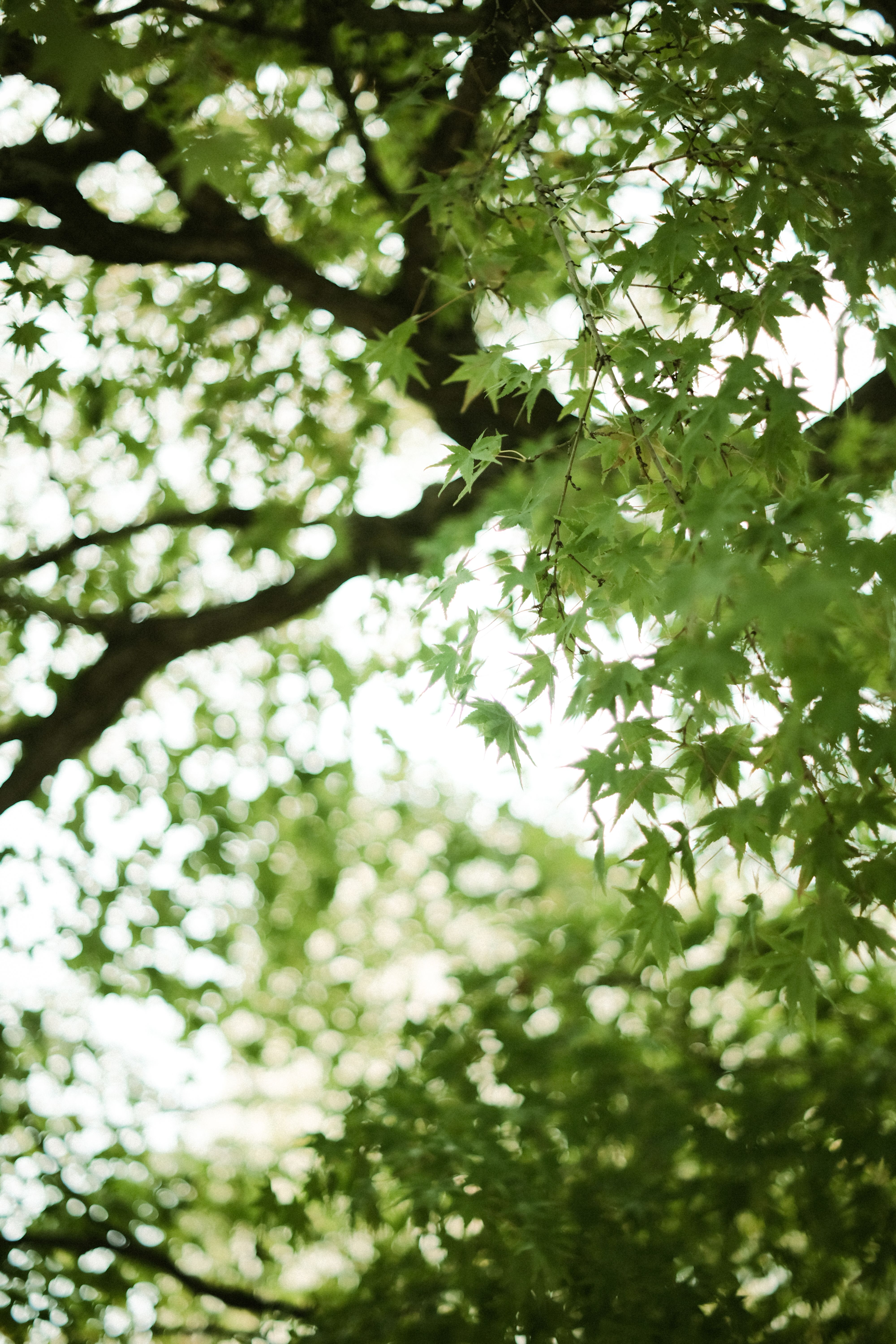 Green Leaflet Photos, Download The BEST Free Green Leaflet Stock Photos ...