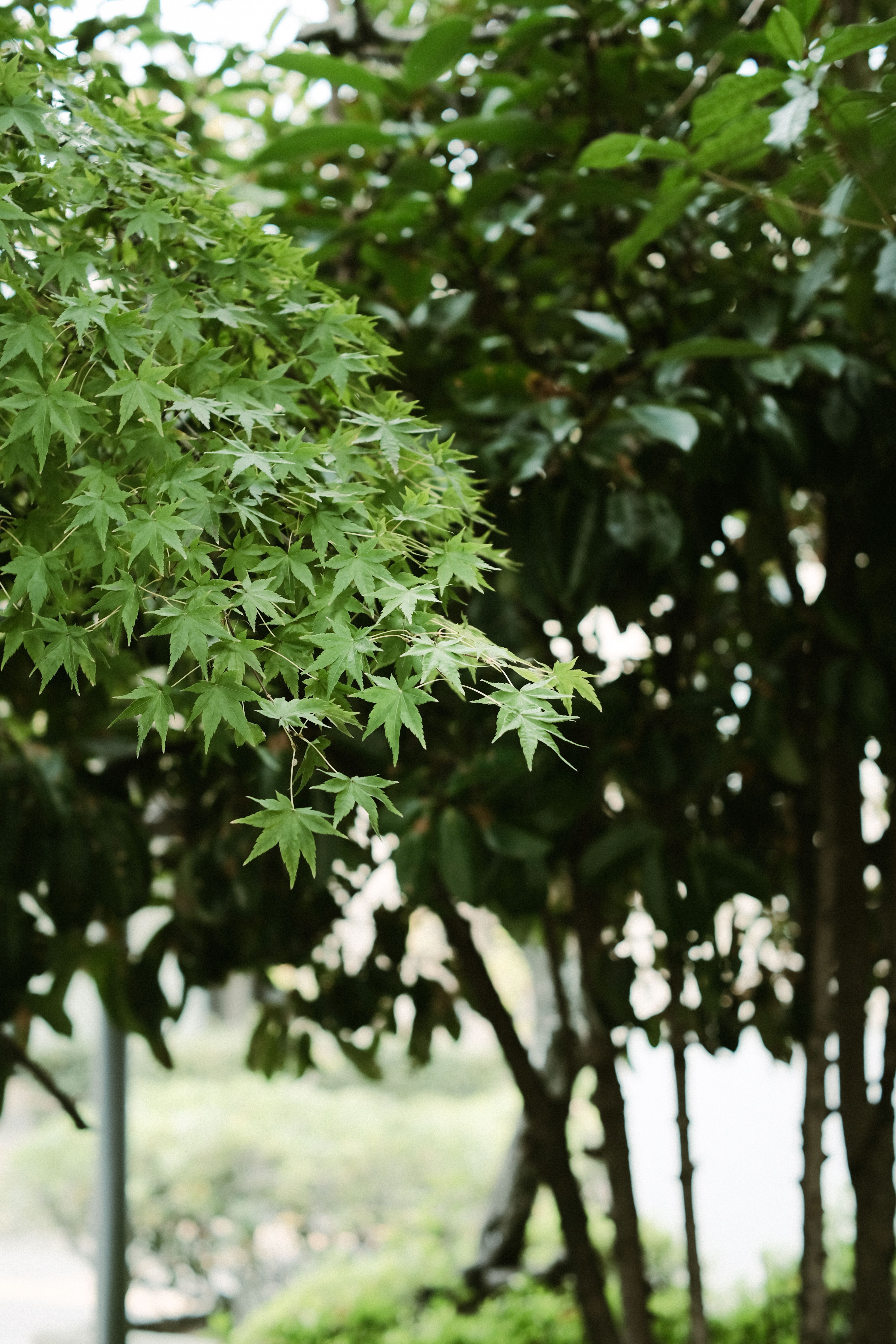 Green Leaflet Photos, Download The BEST Free Green Leaflet Stock Photos ...