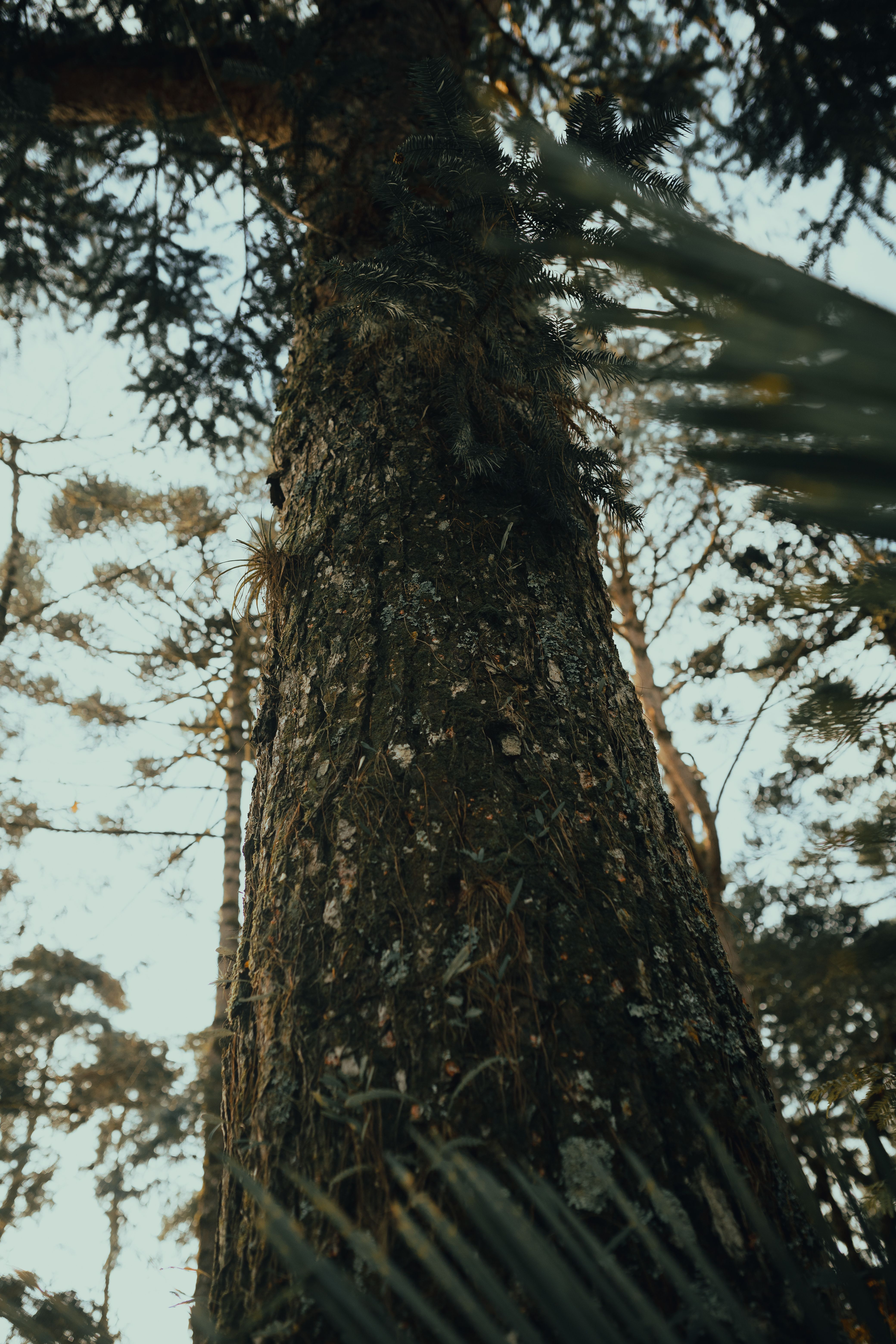 Bark on the Trunk of a Coniferous Tree · Free Stock Photo