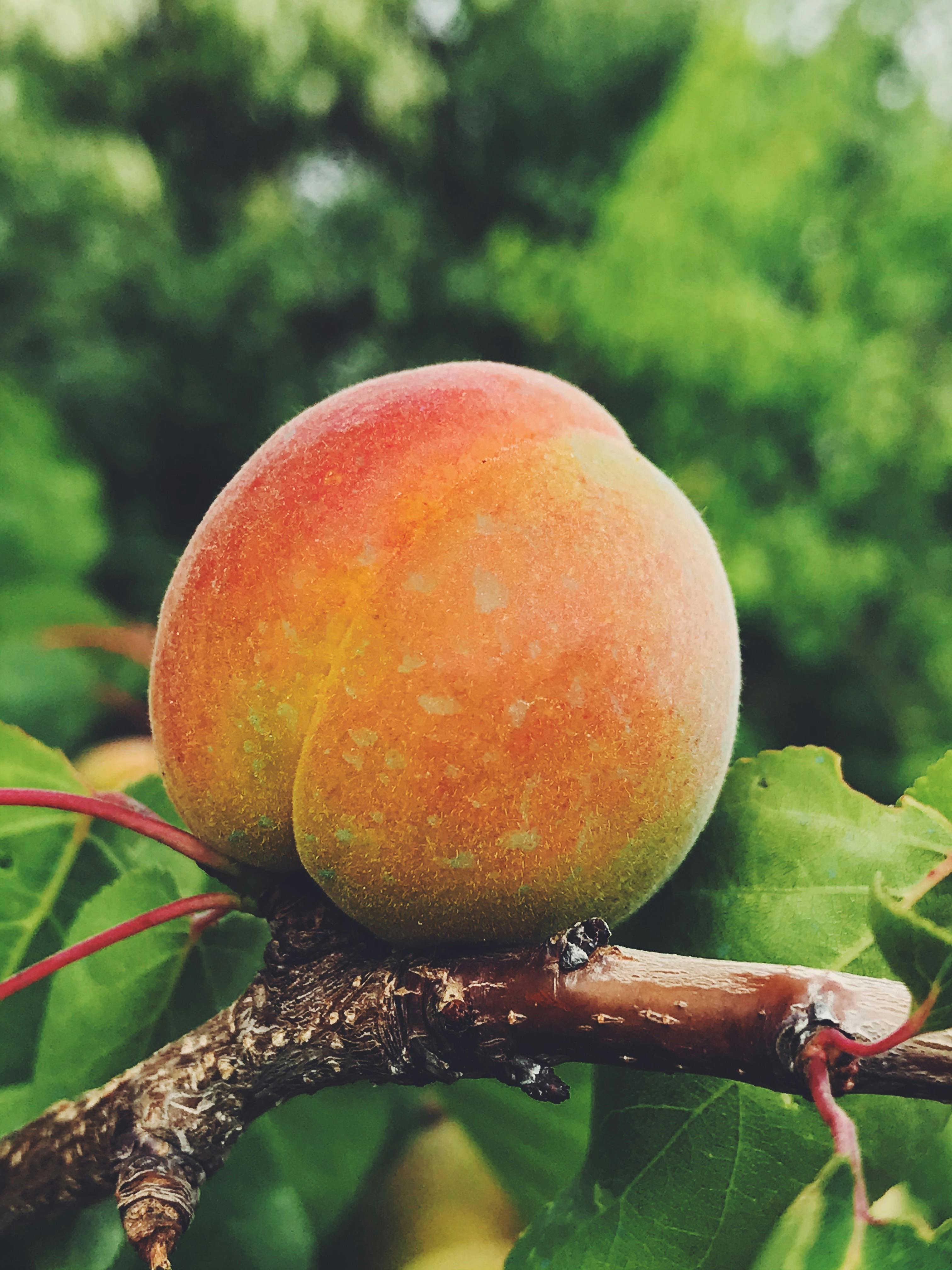 Boris Grow Photos, Download The BEST Free Boris Grow Stock Photos & HD ...