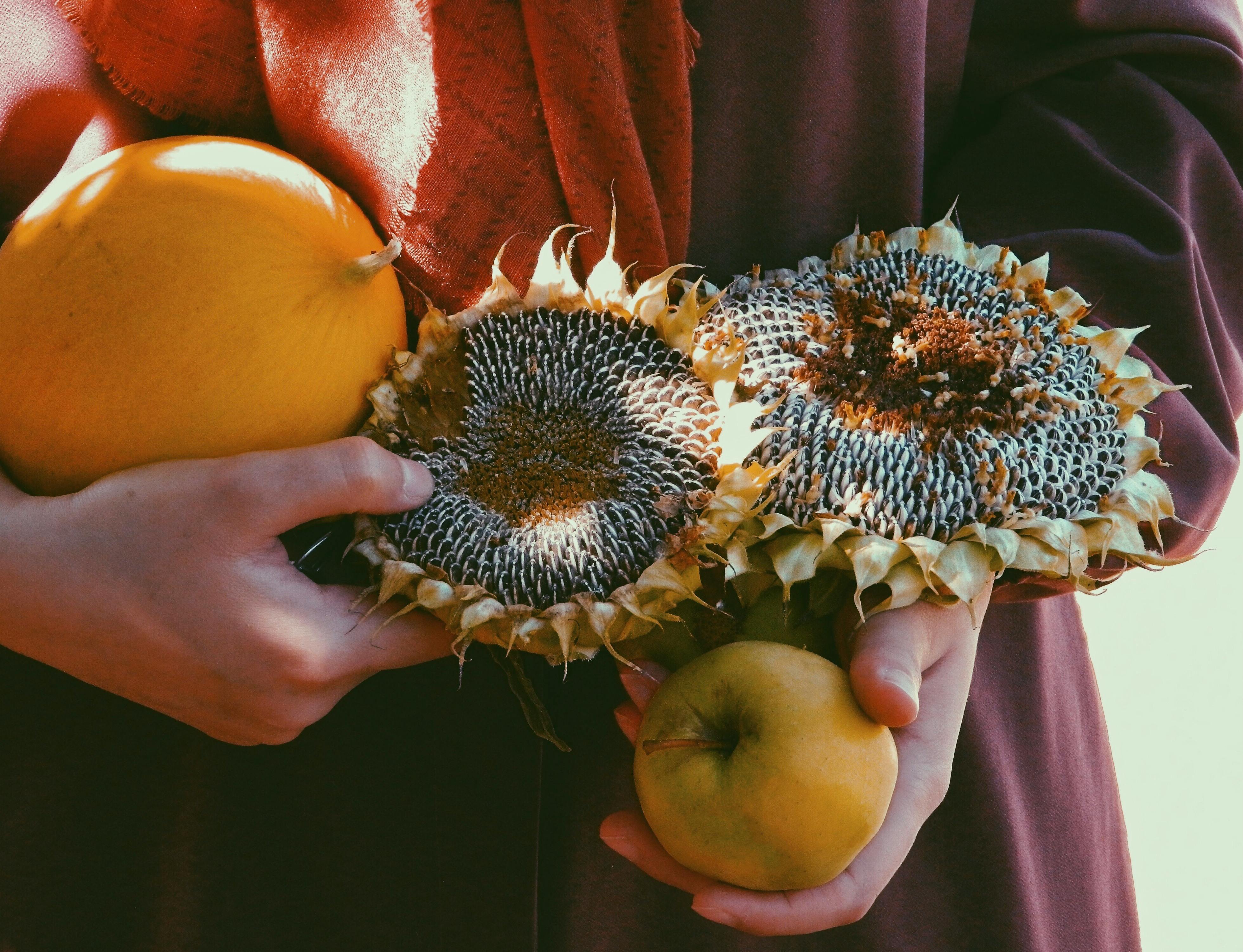 Apple Pho Photos, Download The BEST Free Apple Pho Stock Photos & HD Images