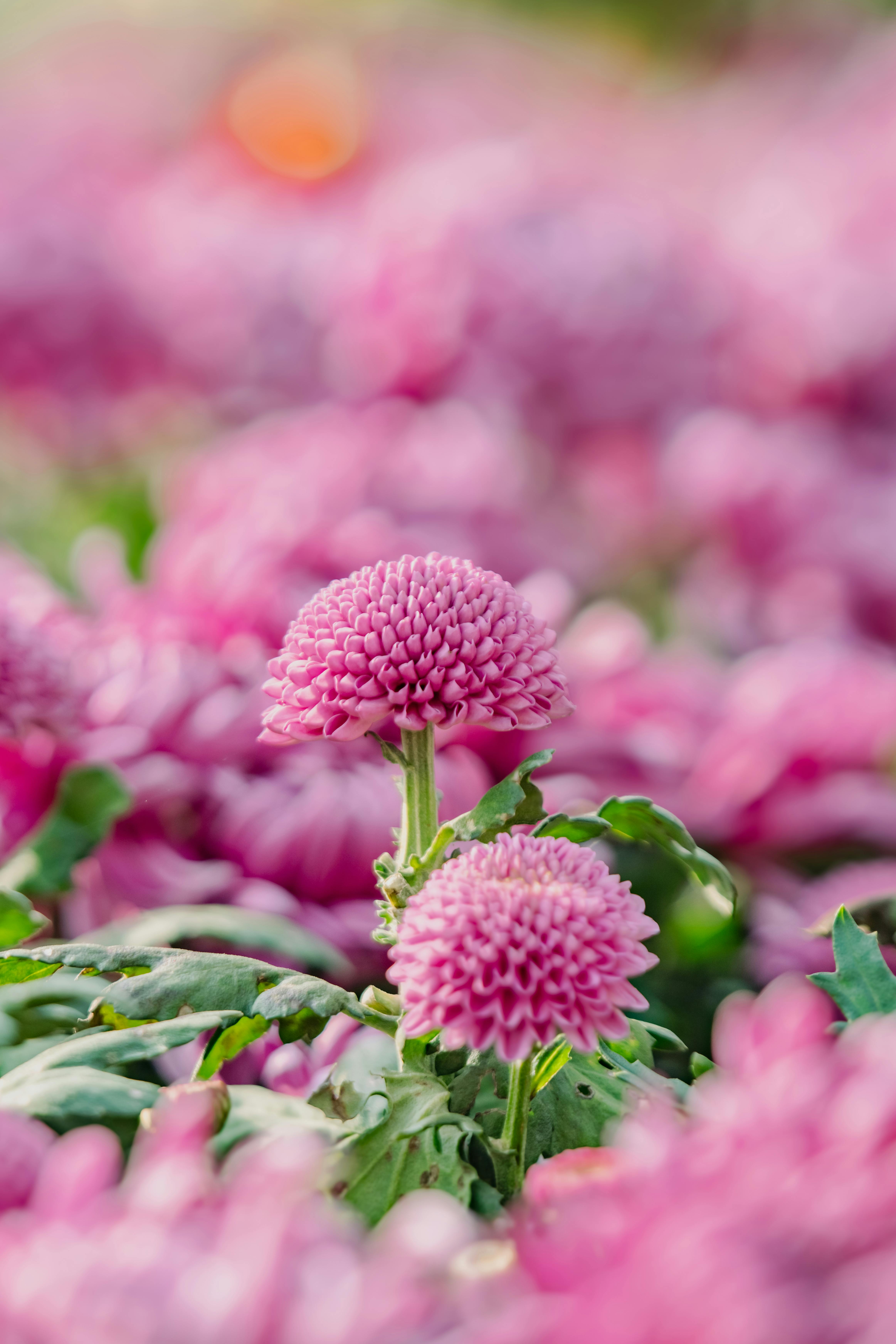 Johnny Jump Ups Flowers Photos, Download The BEST Free Johnny Jump Ups ...