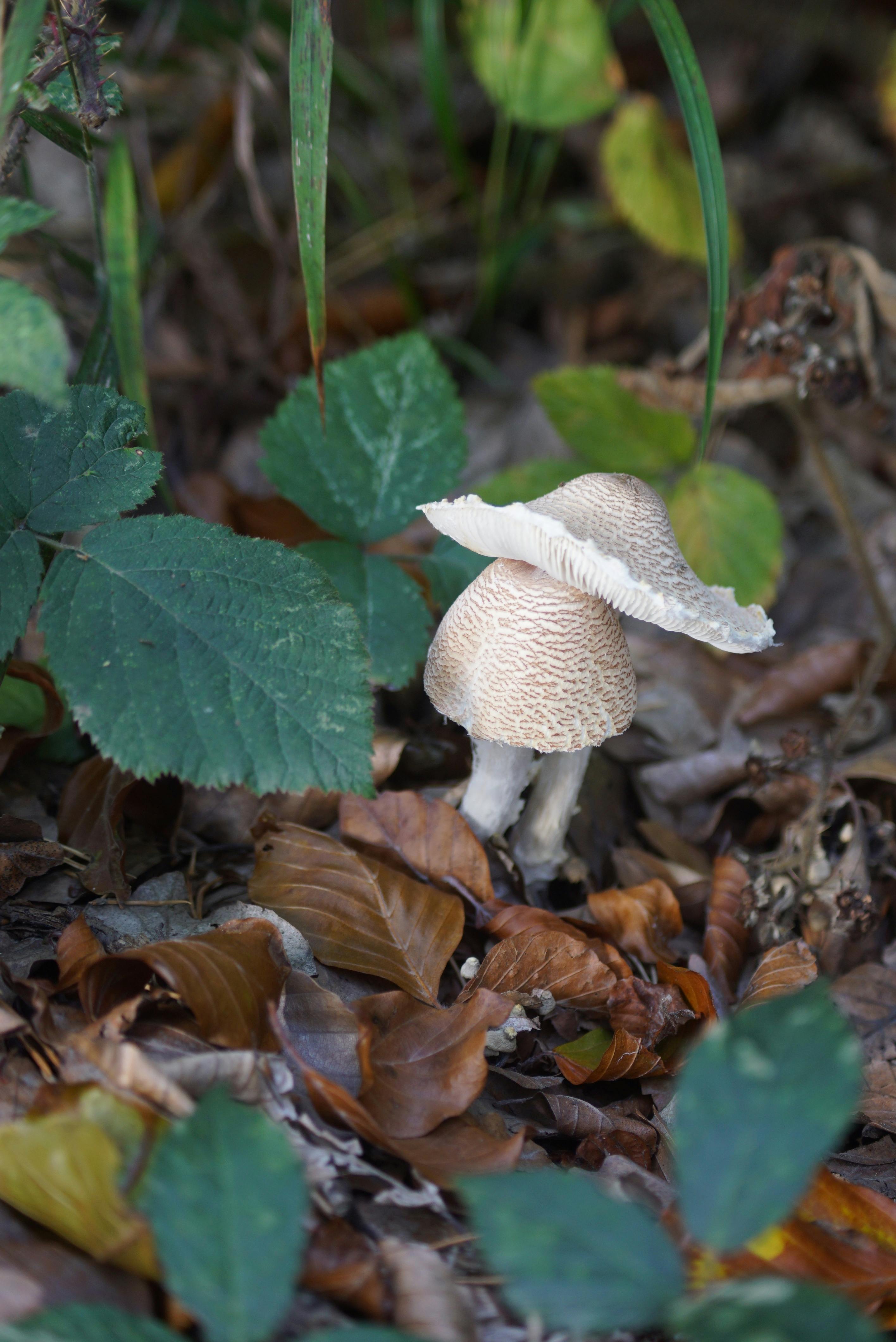 Deadly Dapperling Mushrooms Among Dry Leaves · Free Stock Photo