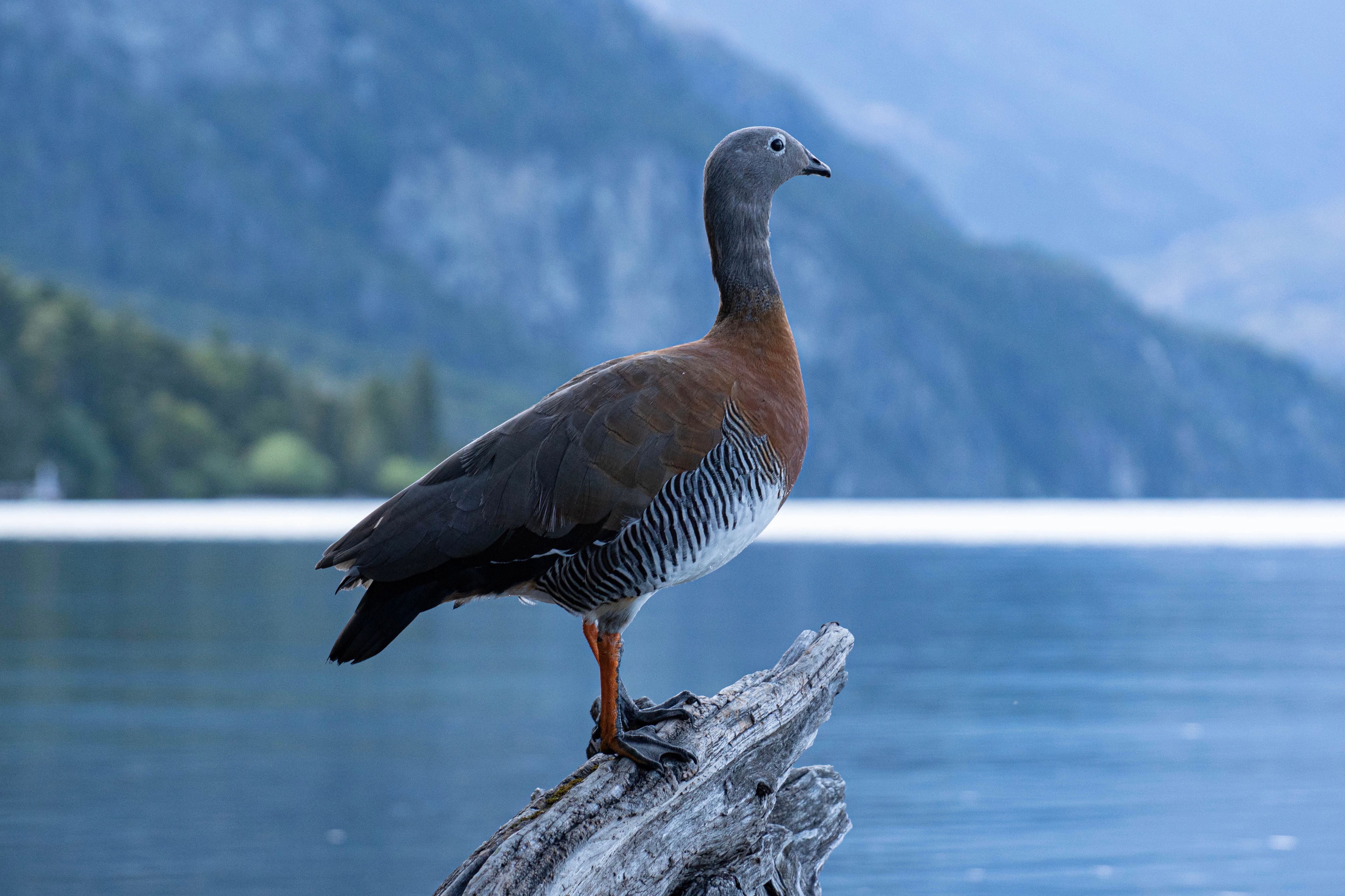 Ashy-Headed Goose on Dry Tree Trunk on Lakeshore · Free Stock Photo