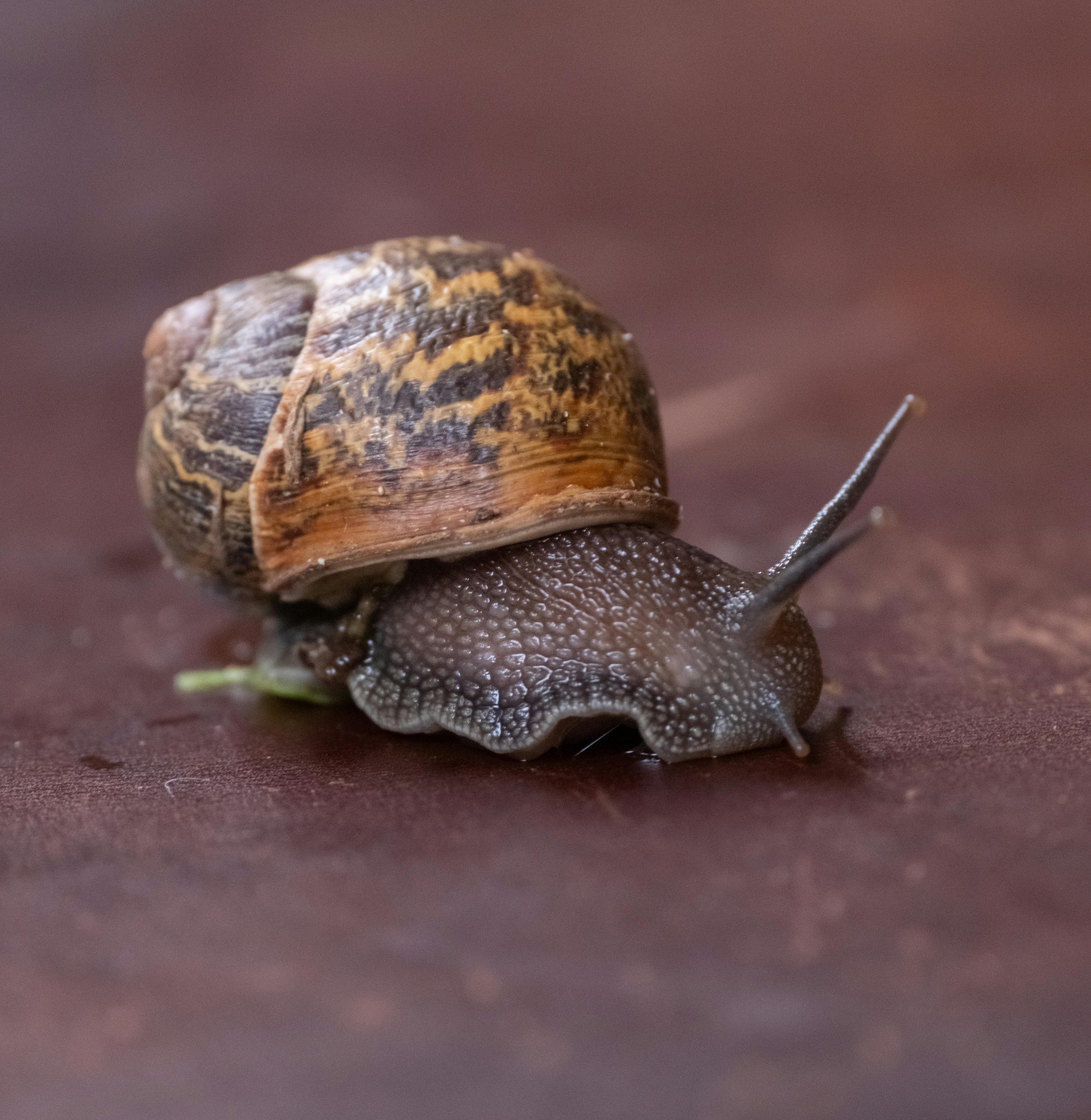 A snail is walking on a brown surface · Free Stock Photo
