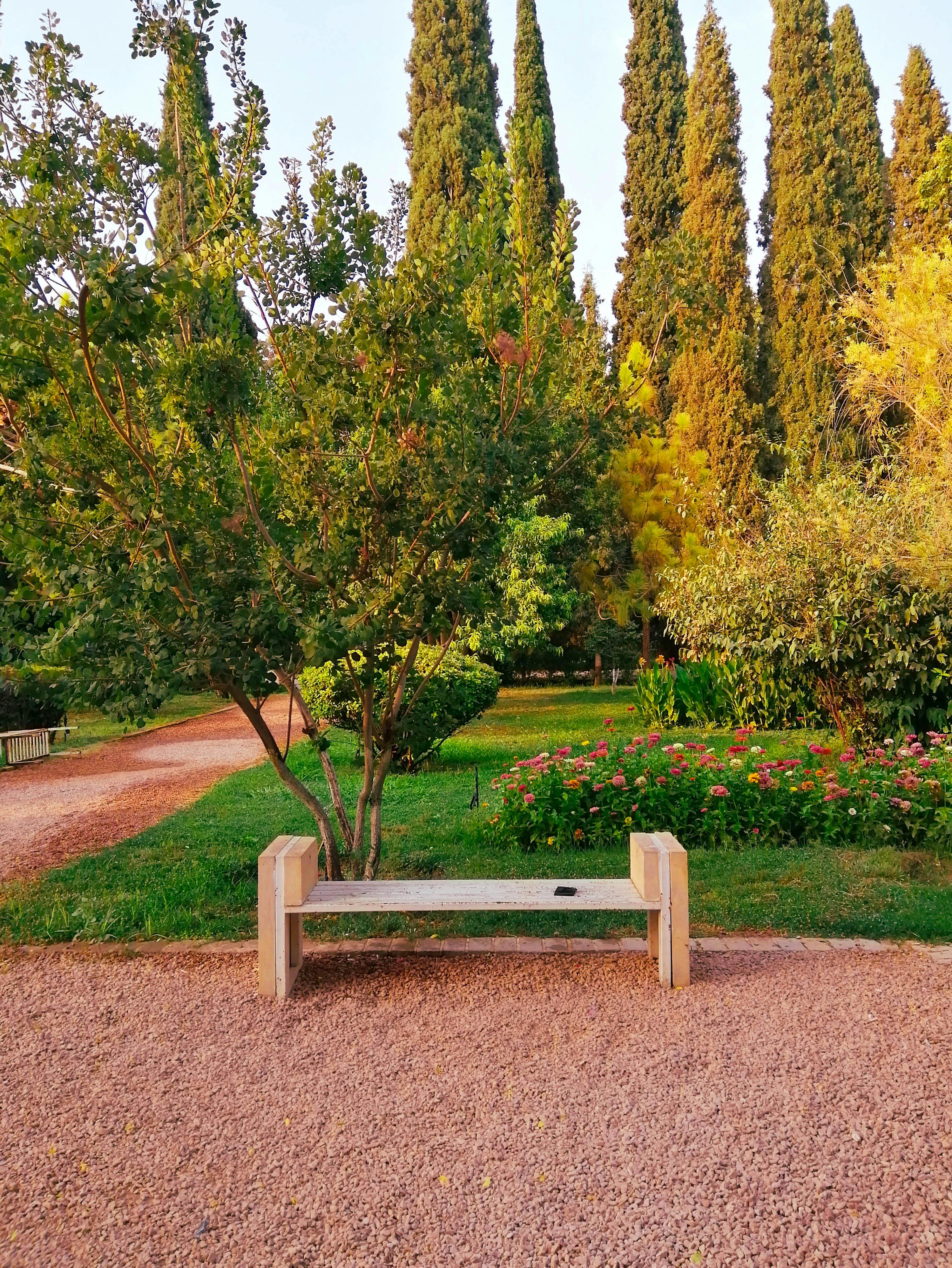 Bench in Park · Free Stock Photo