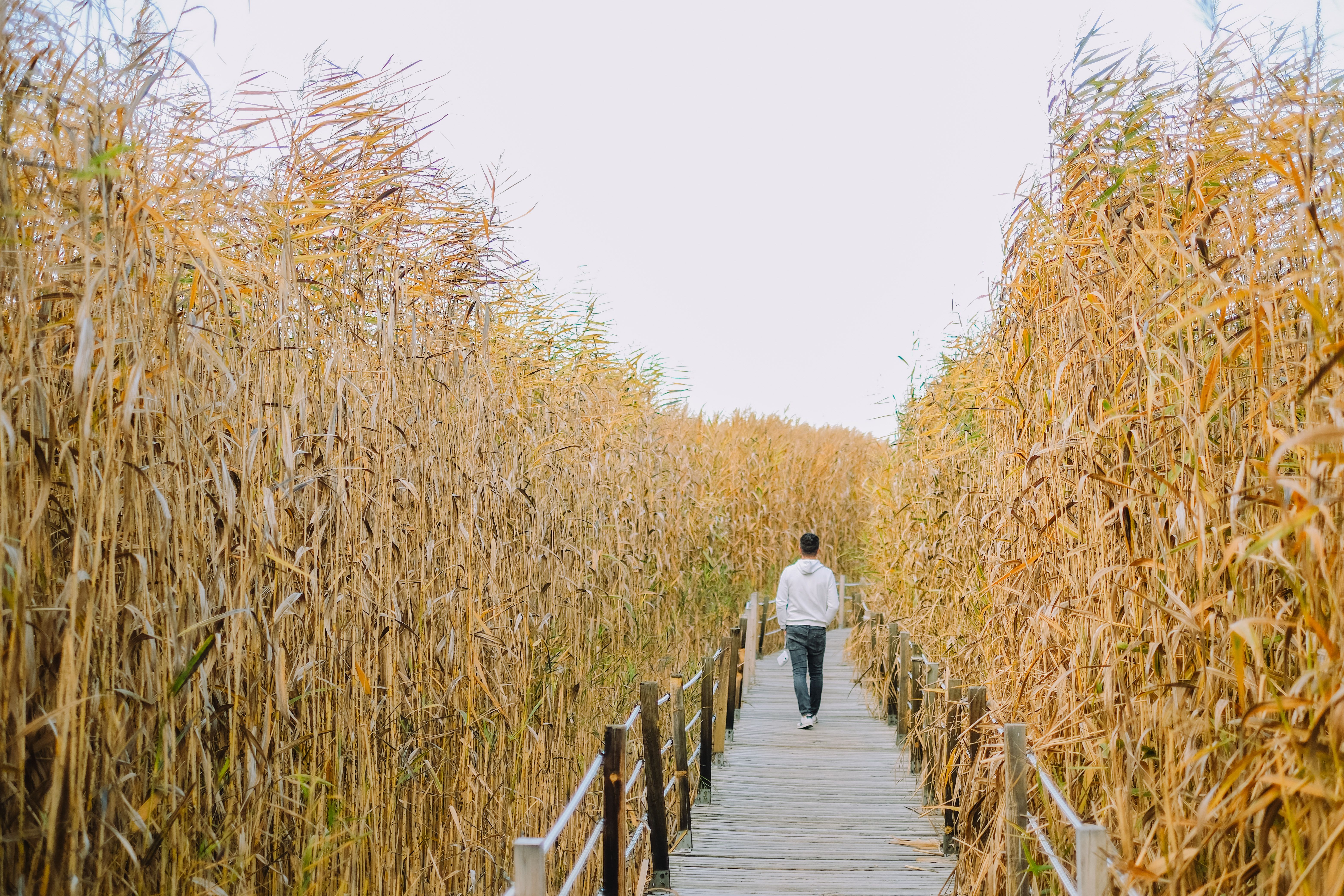 A man walking down a wooden walkway in a field · Free Stock Photo