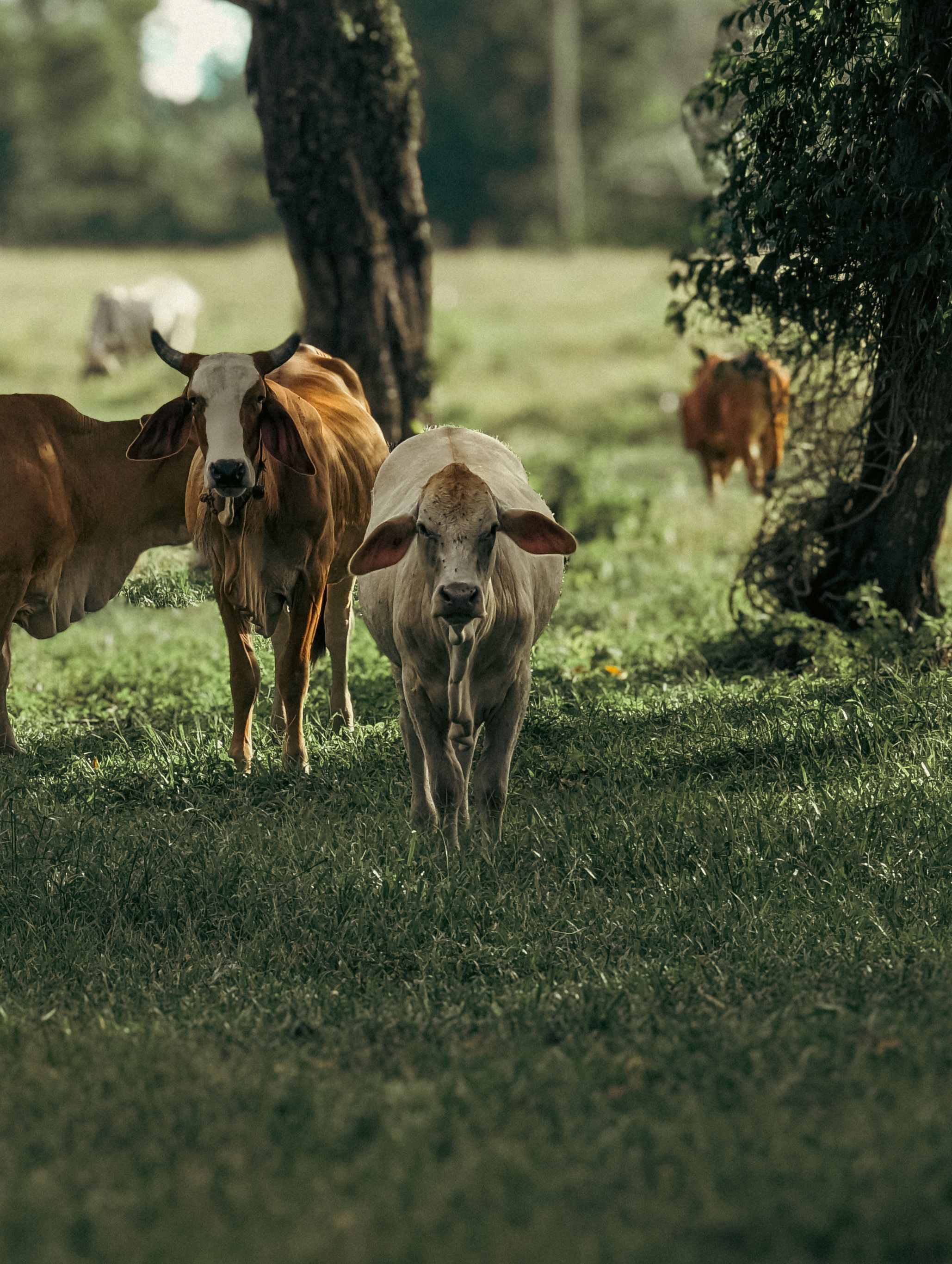 Beef Cattle Photos, Download The BEST Free Beef Cattle Stock Photos ...